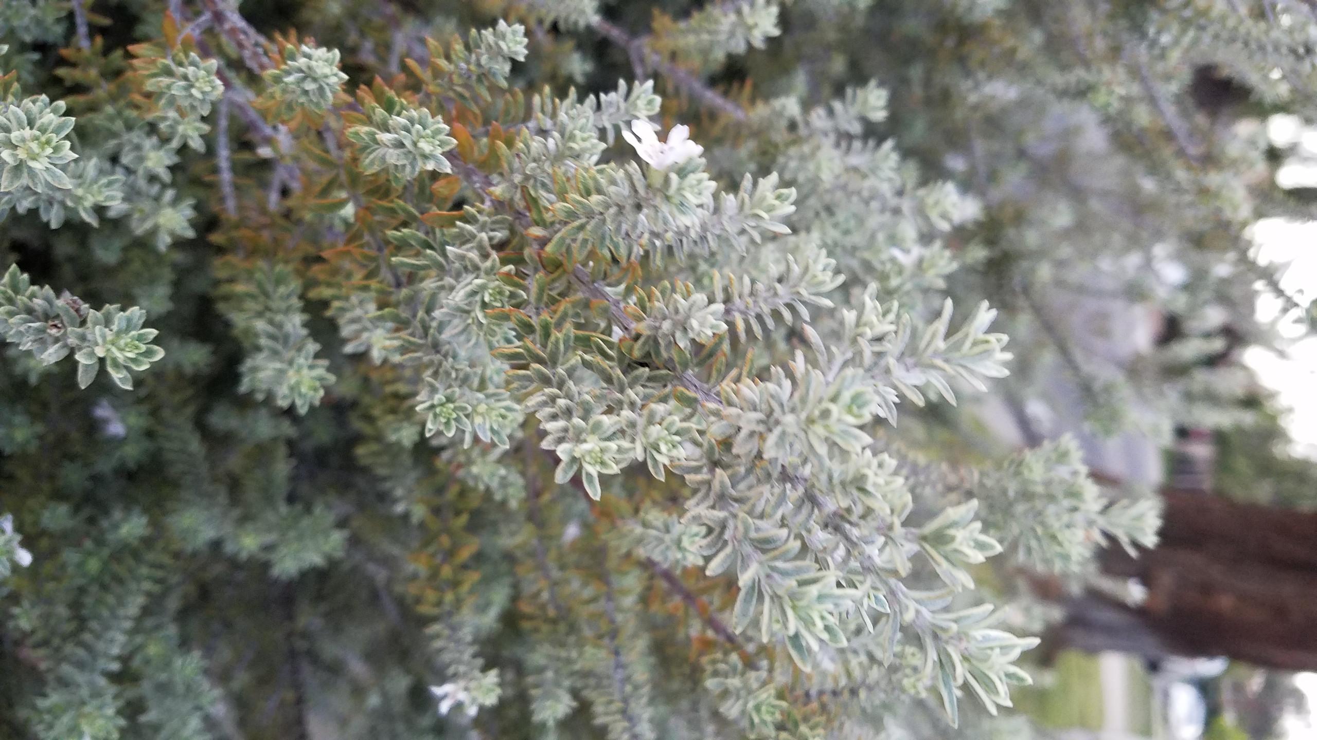 Westringia fruticosa ‘Smokey’ (Variegated Australian Rosemary)