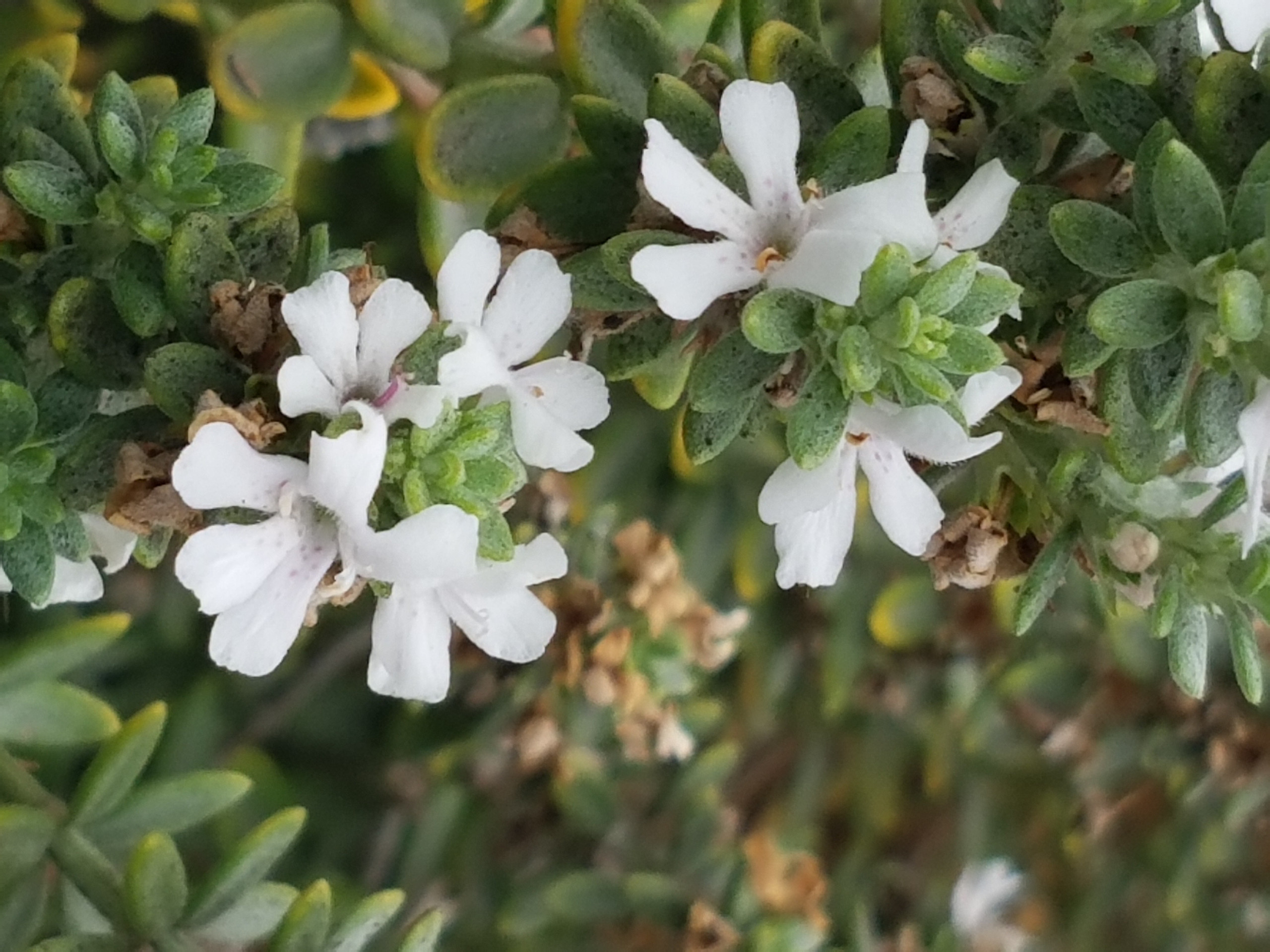 Westringia fruticosa Low Horizon 'WES06' PP24,042 (Coast Rosemary ...