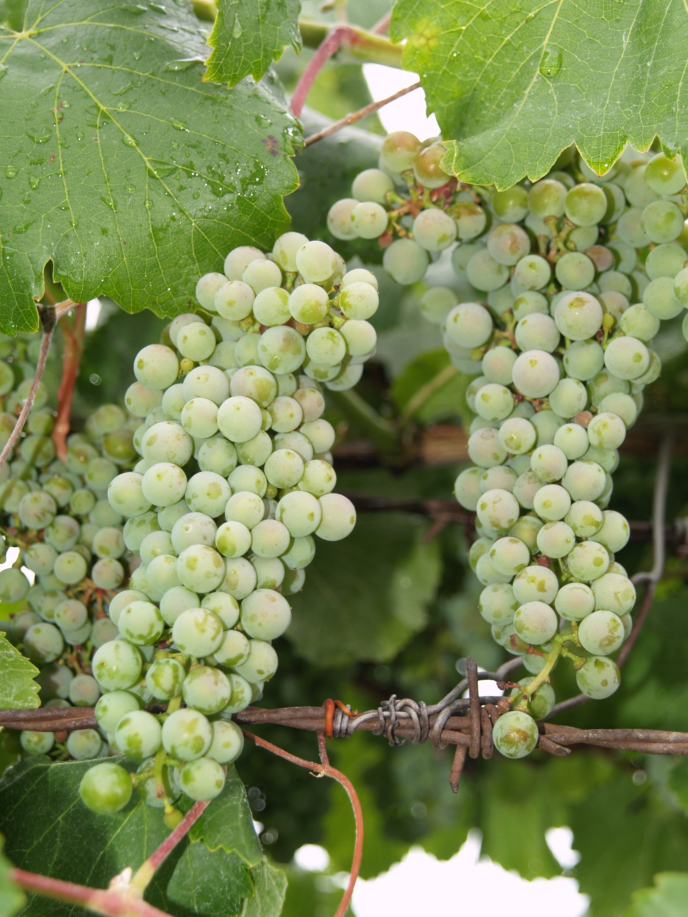 Vitis californica 'Roger's Red' (California Wild Grape Selection)