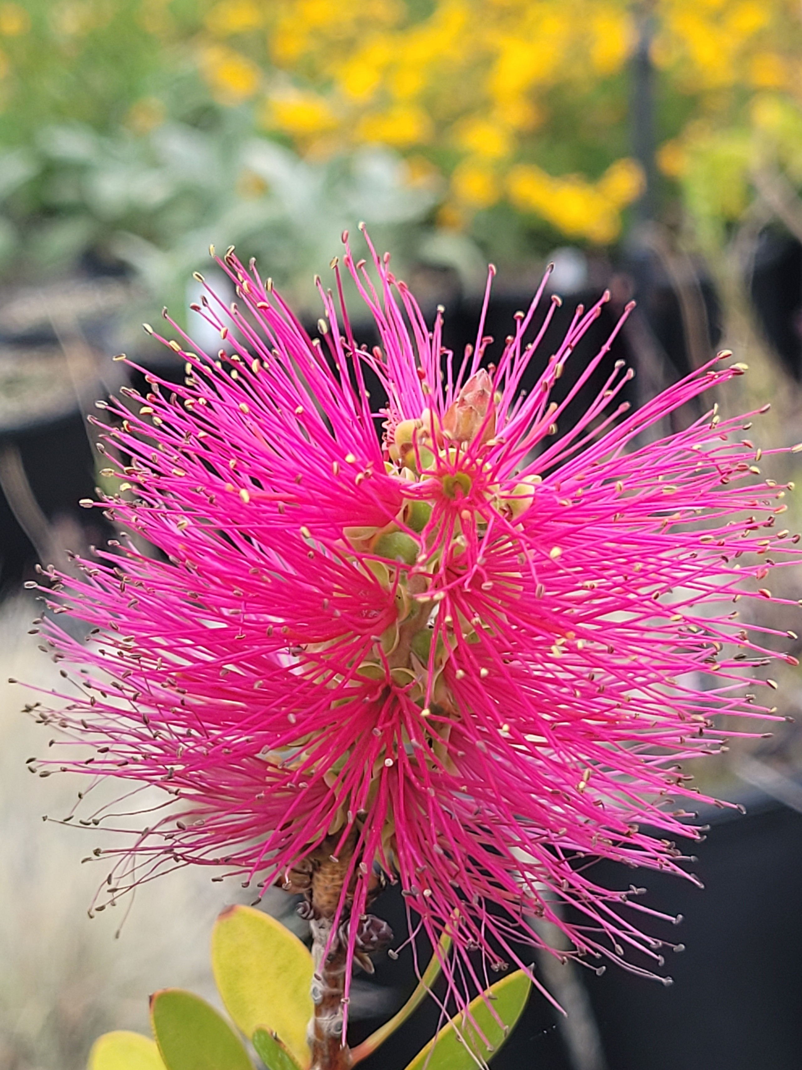 Callistemon 'Neon Pink' Bottle Pop™ (Neon Pink Bottlebrush)