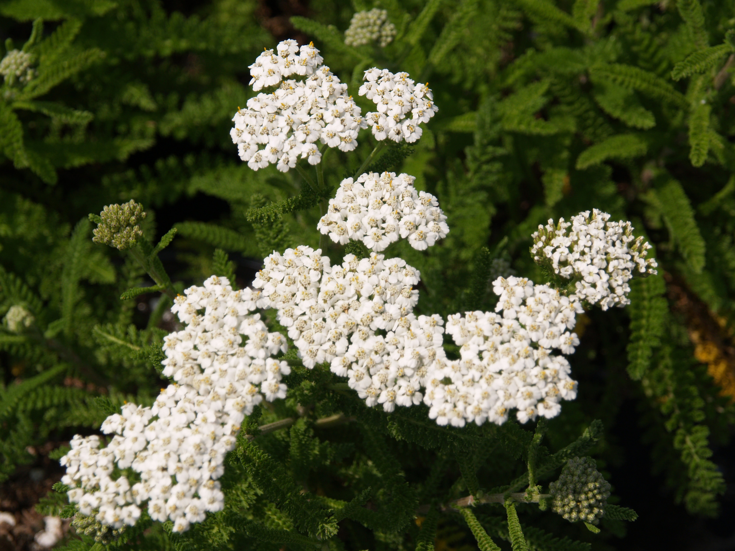 Achillea millefolium 'Sonoma Coast' (Common Yarrow - Green leaf white)