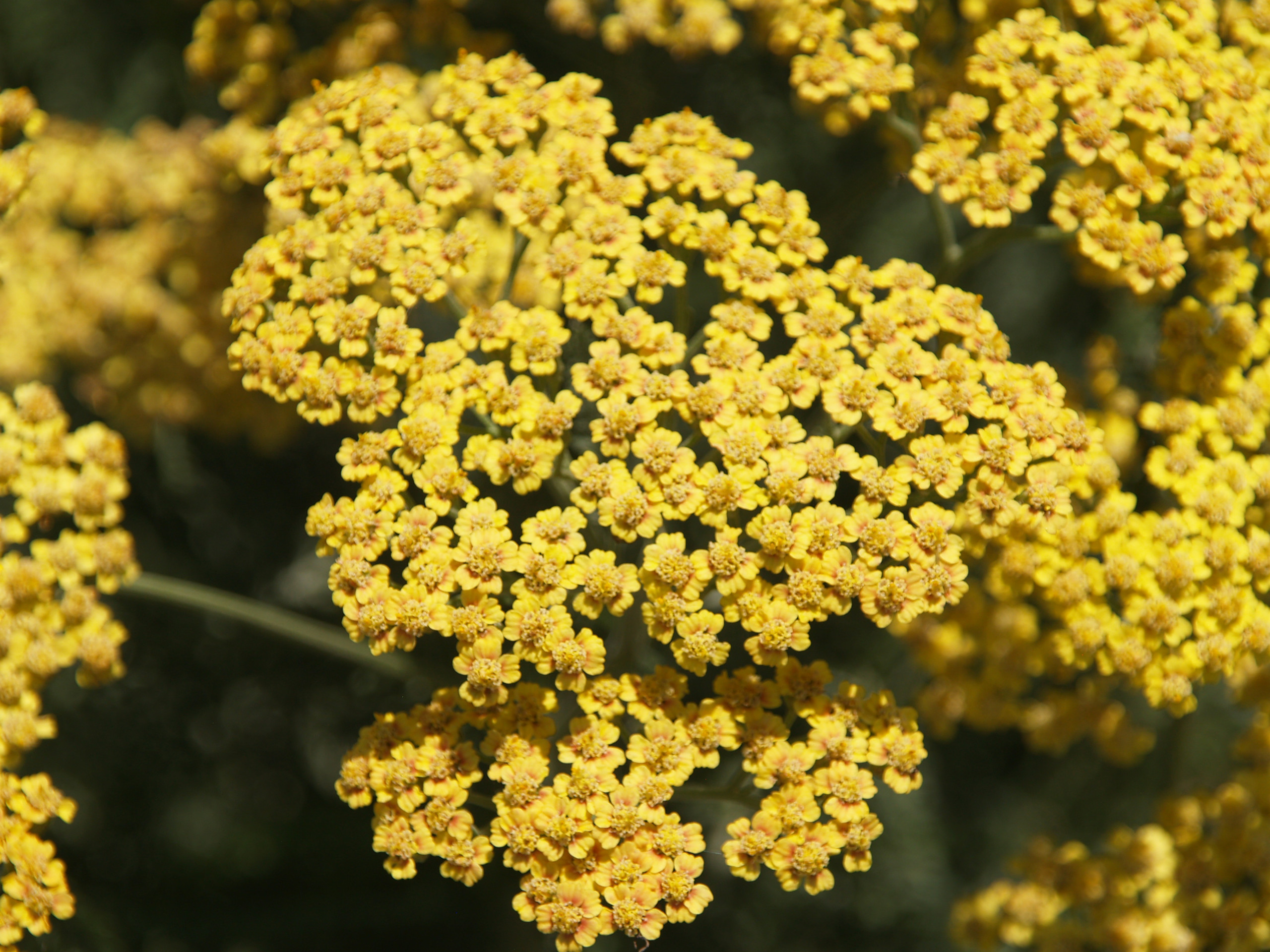 Achillea millefolium 'Terra Cotta' (Common Yarrow - Orange / Rust Tones)