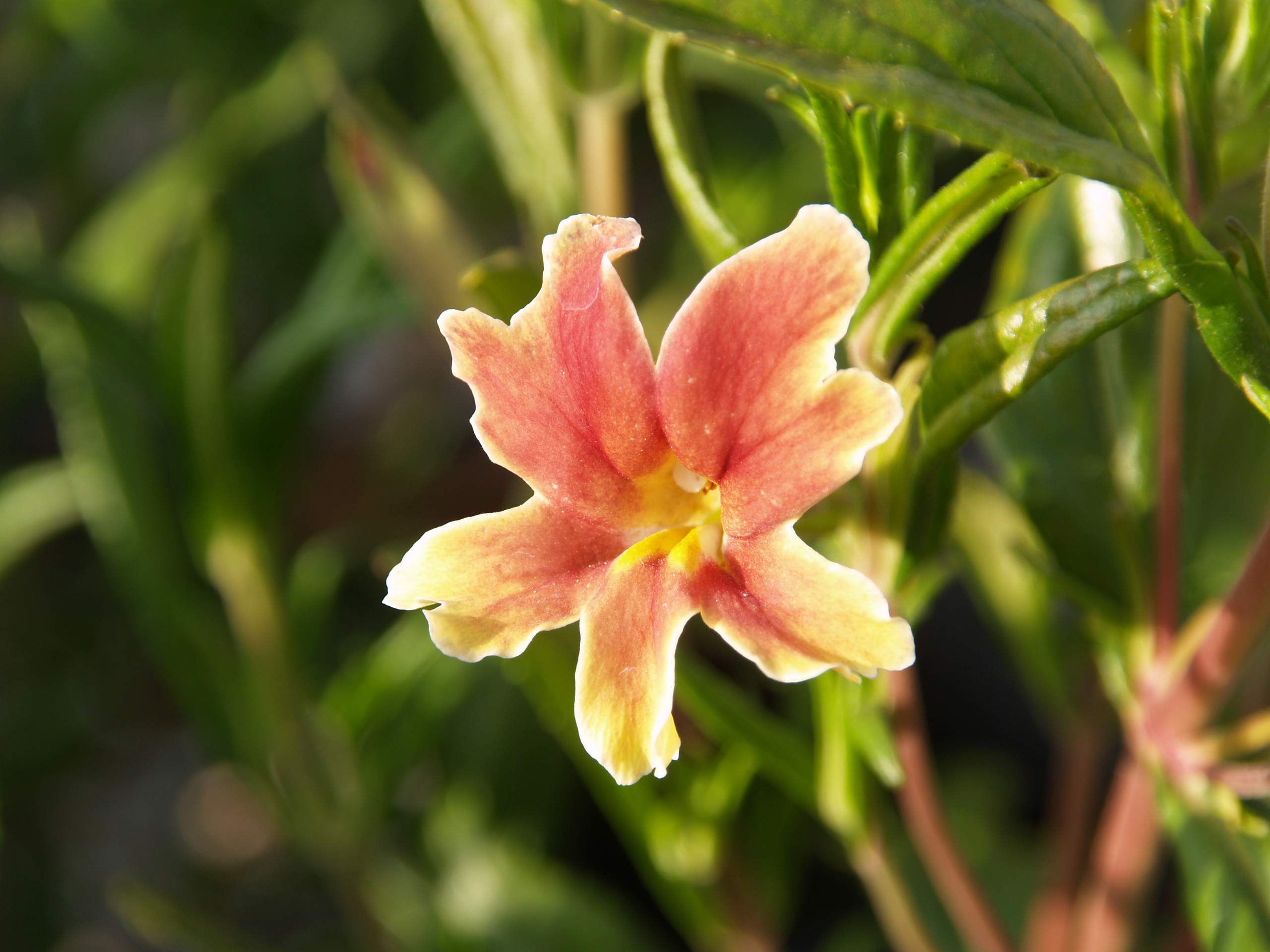 Mimulus cardinalis (Scarlet Monkeyflower)