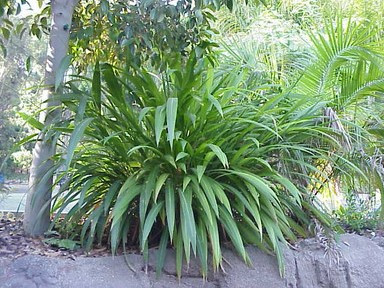 Setaria palmifolia (Palm Grass)