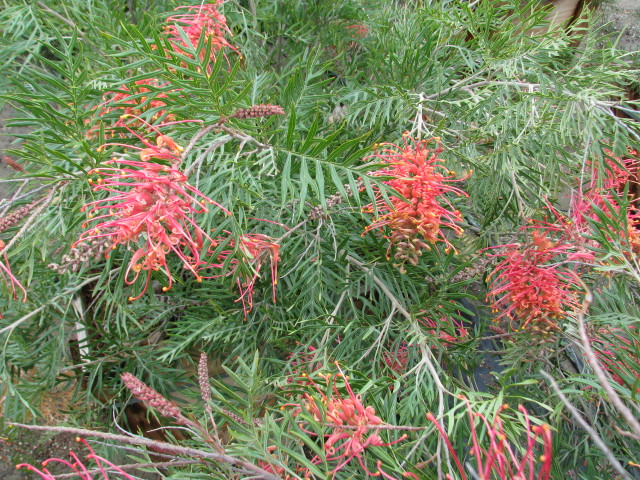 Grevillea 'Red Hooks' (Grevillea Hybrid)