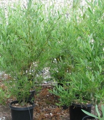Salix laevigata (Red Willow)