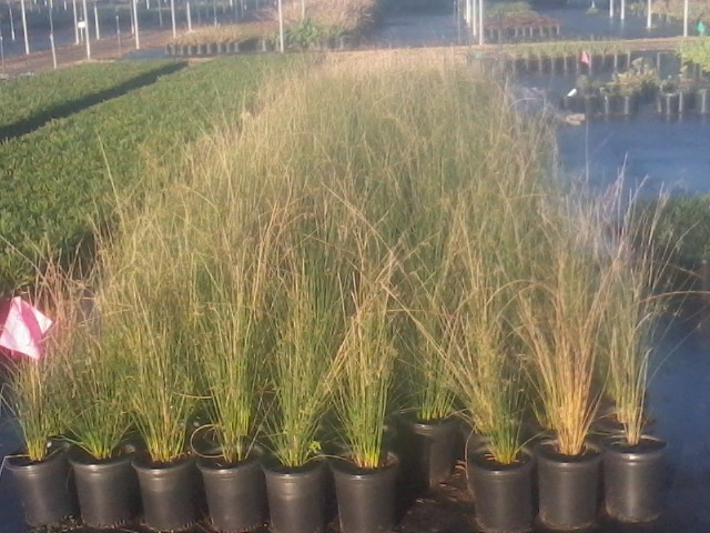 Juncus effusus (Soft Rush)