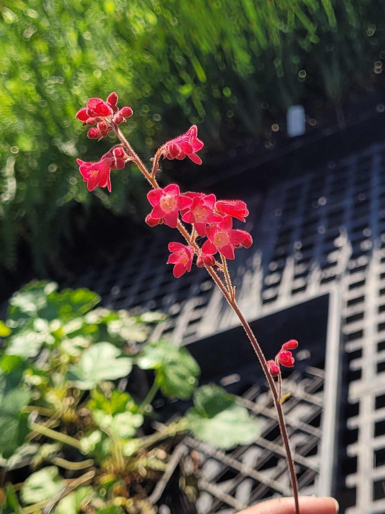Heuchera sanguinea (Coral Bells)
