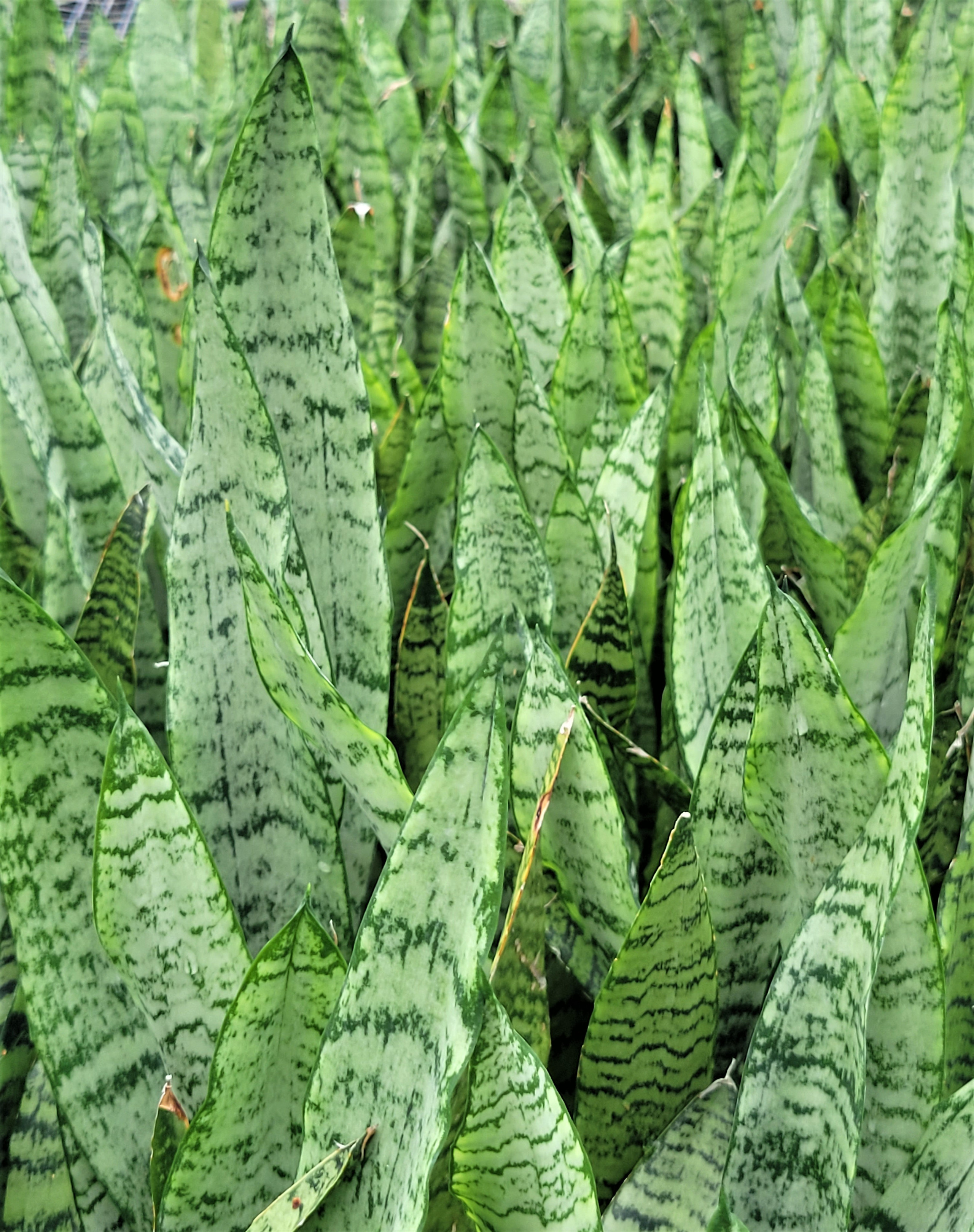 Sansevieria 'Zeylanica' (Snake Plant)