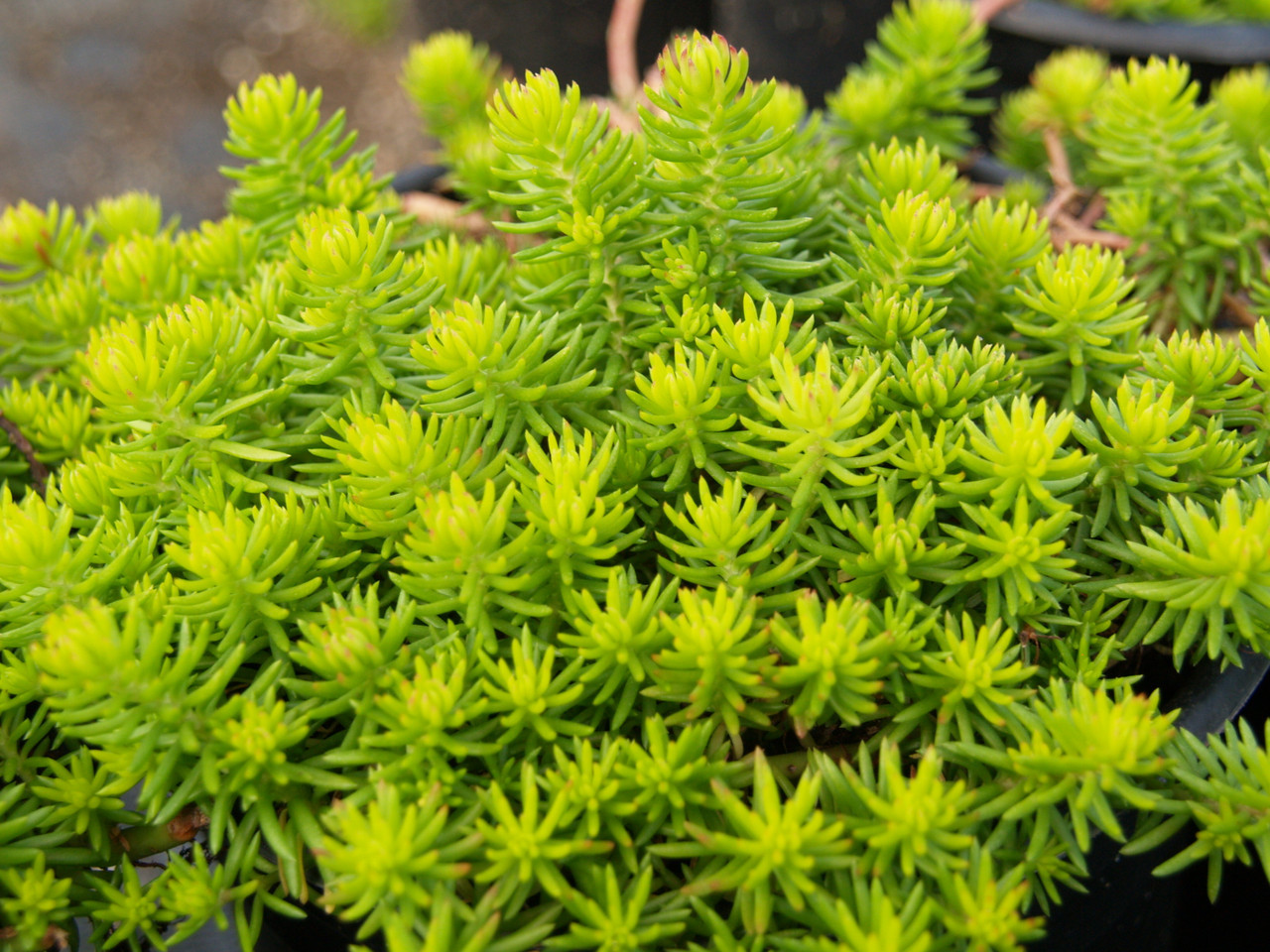 Sedum rupestre 'Angelina' (Stonecrop Selection)