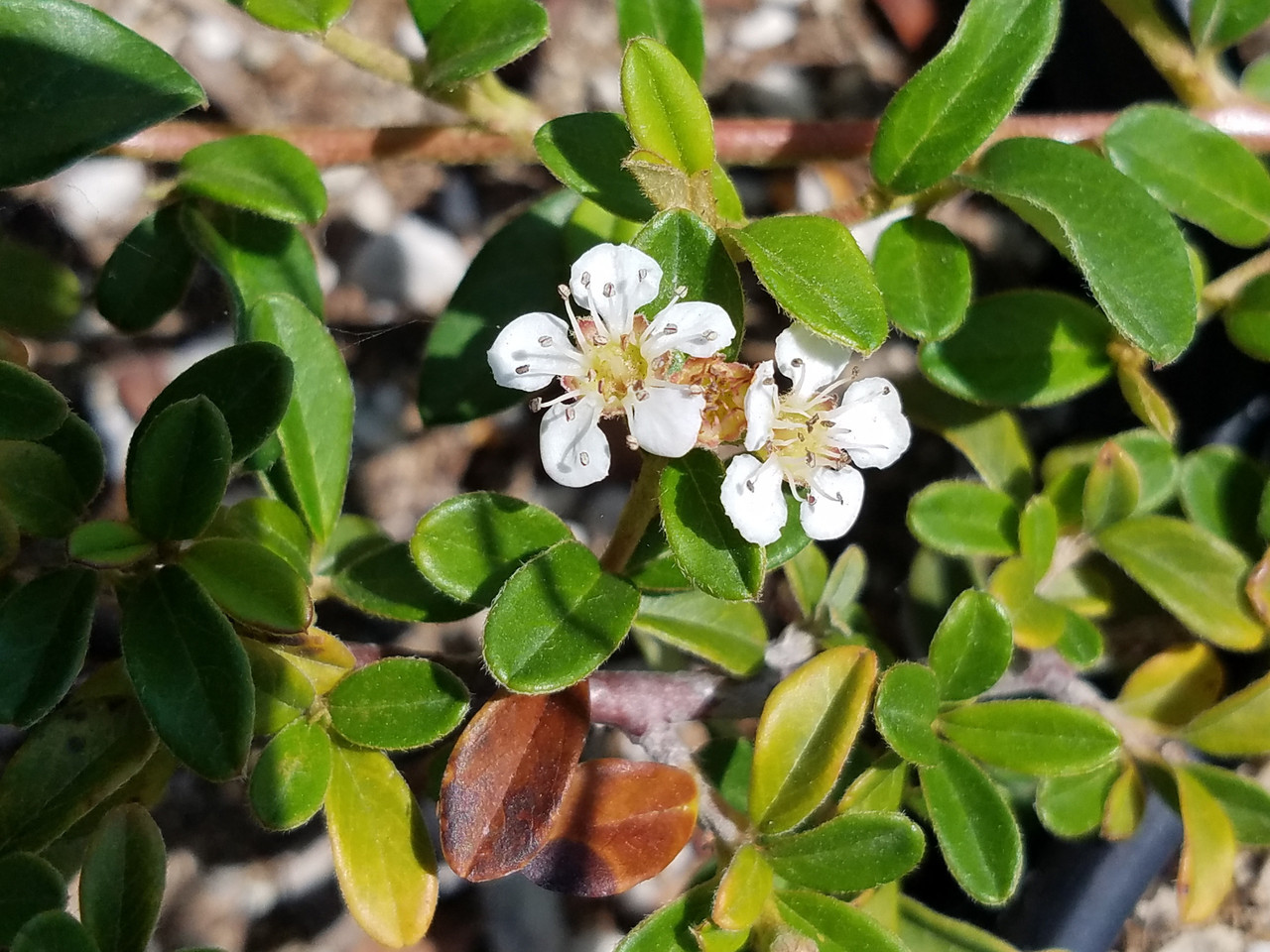 Cotoneaster dammeri 'Lowfast' (Bearberry Cotoneaster Selection)
