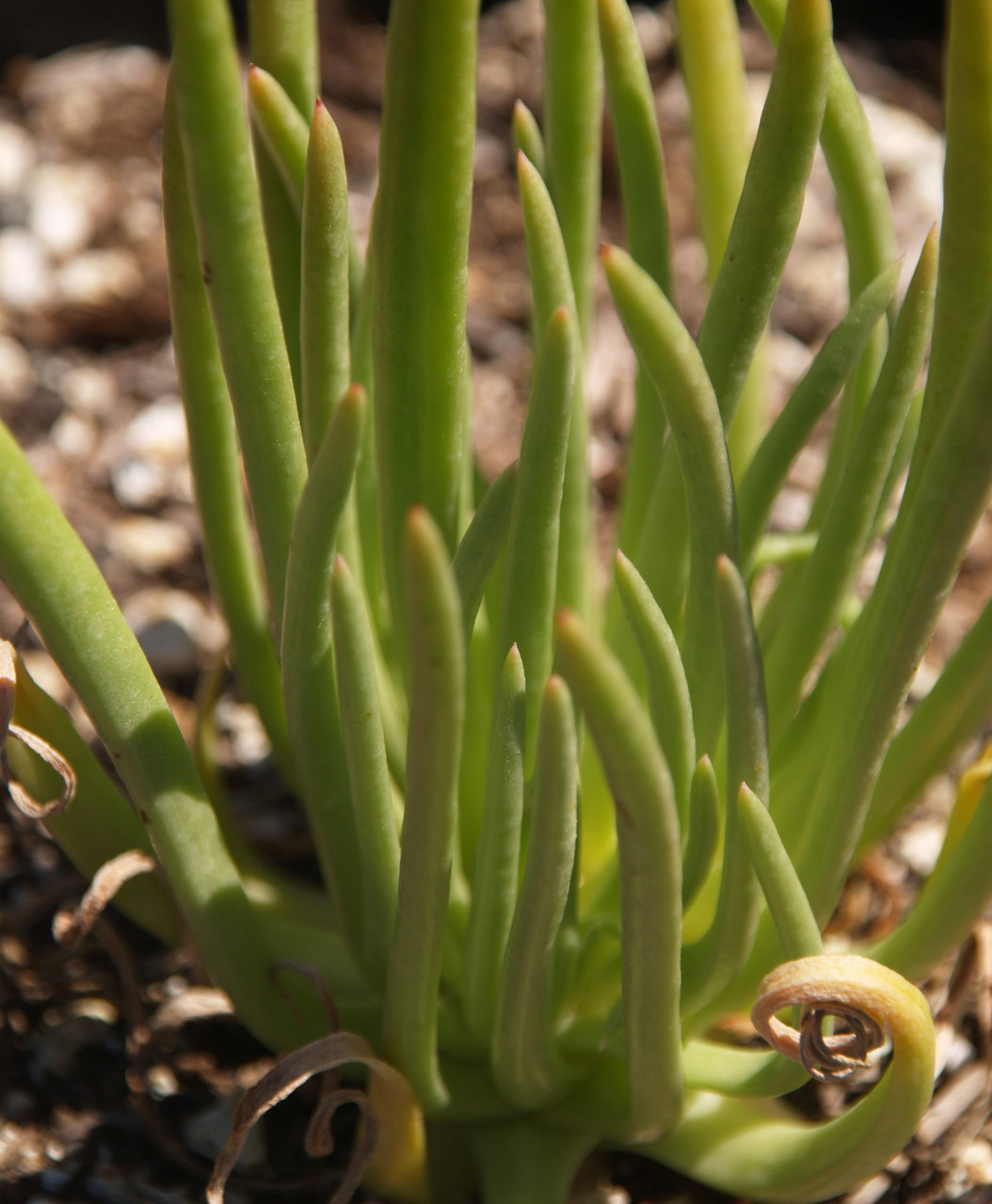 Dudleya edulis (Lady Fingers)