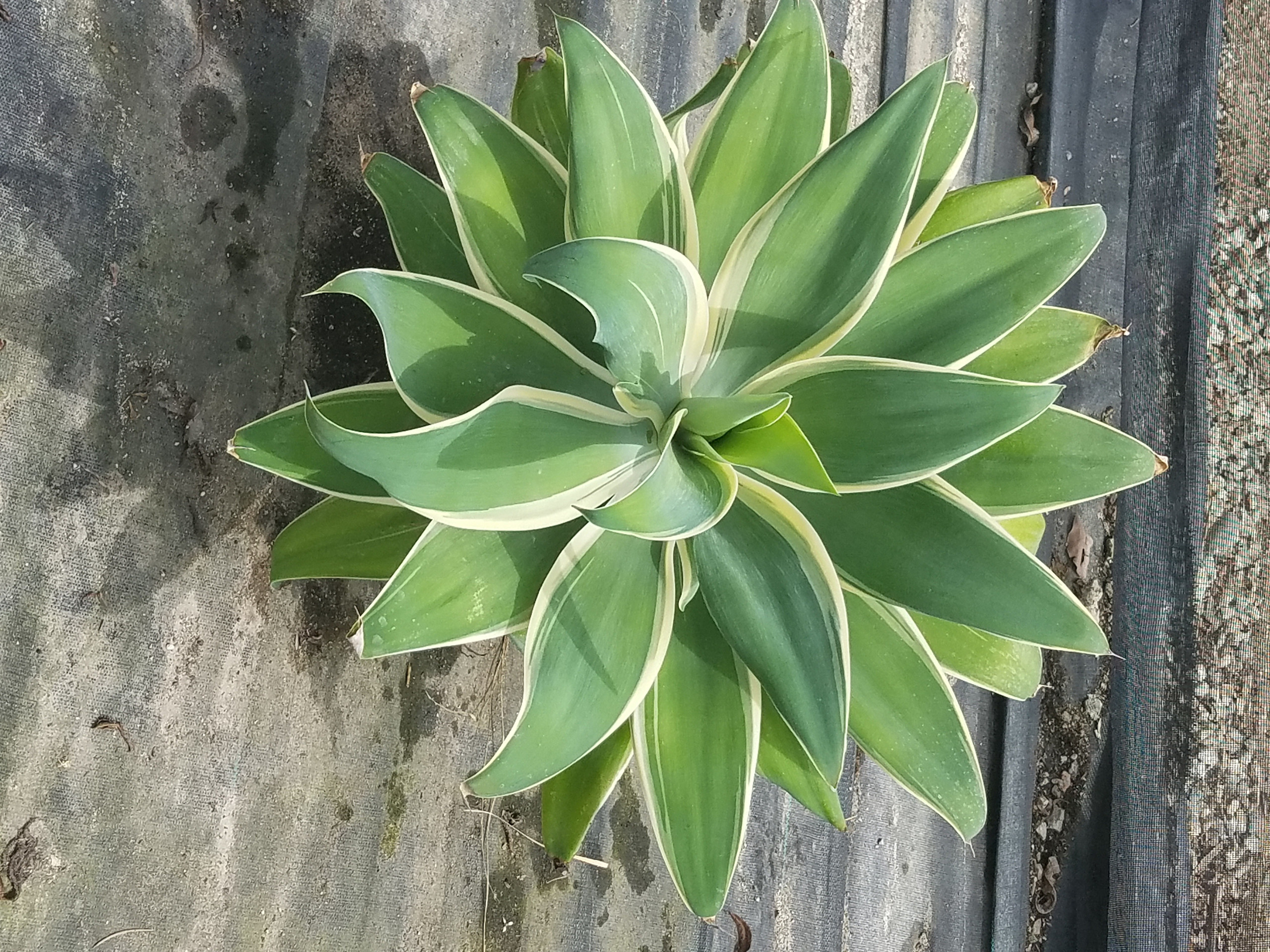 Agave attenuata 'Ray of Light' PPAF (Variegated Foxtail Agave)