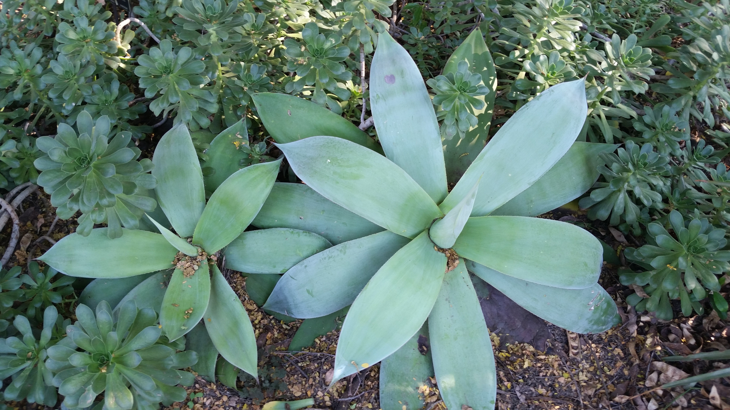 Agave 'Blue Flame' (Blue Flame Agave)