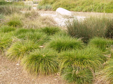 Carex praegracilis (Meadow Sedge)