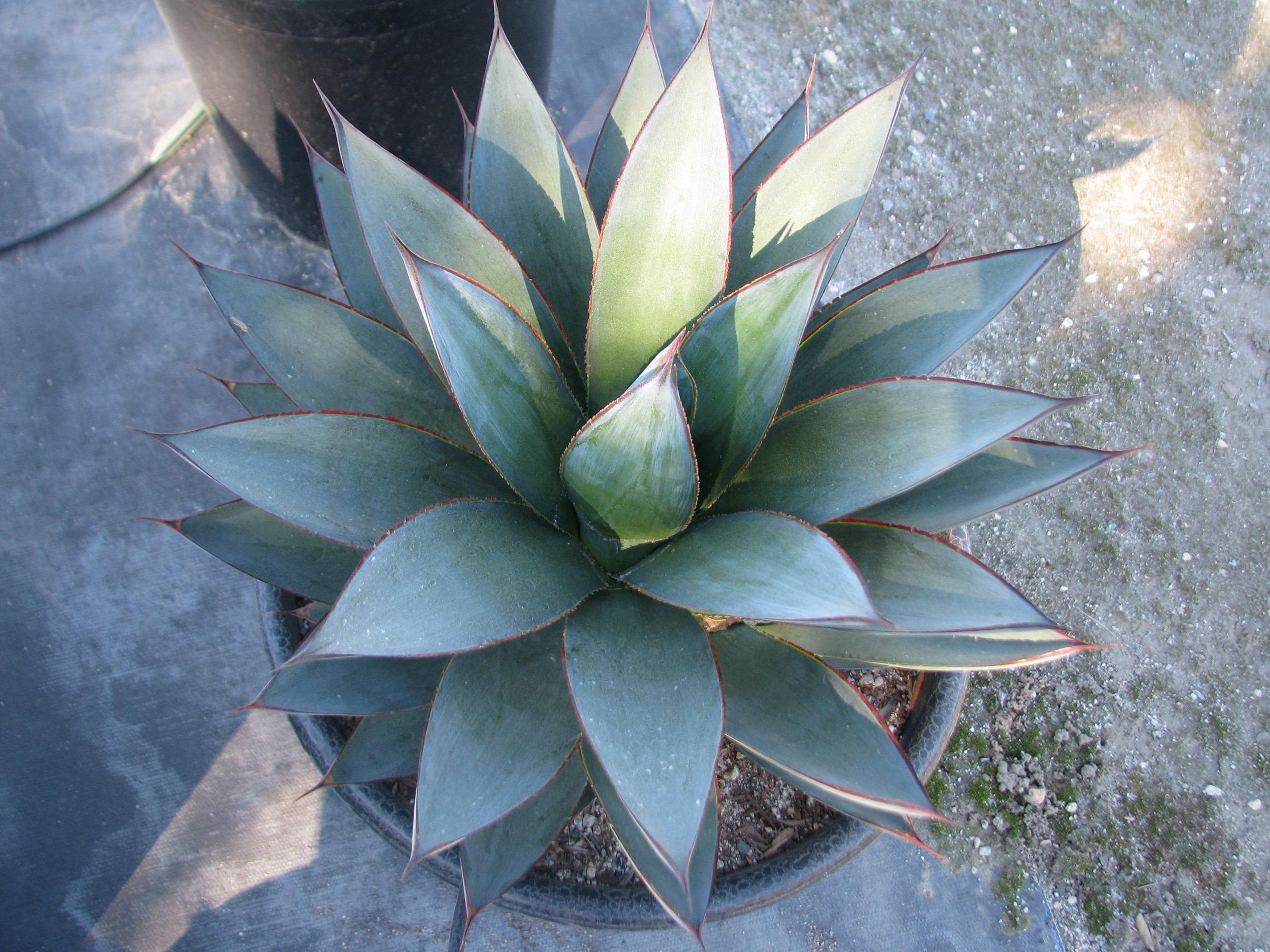 Agave 'Blue Glow' (Blue Glow Agave)