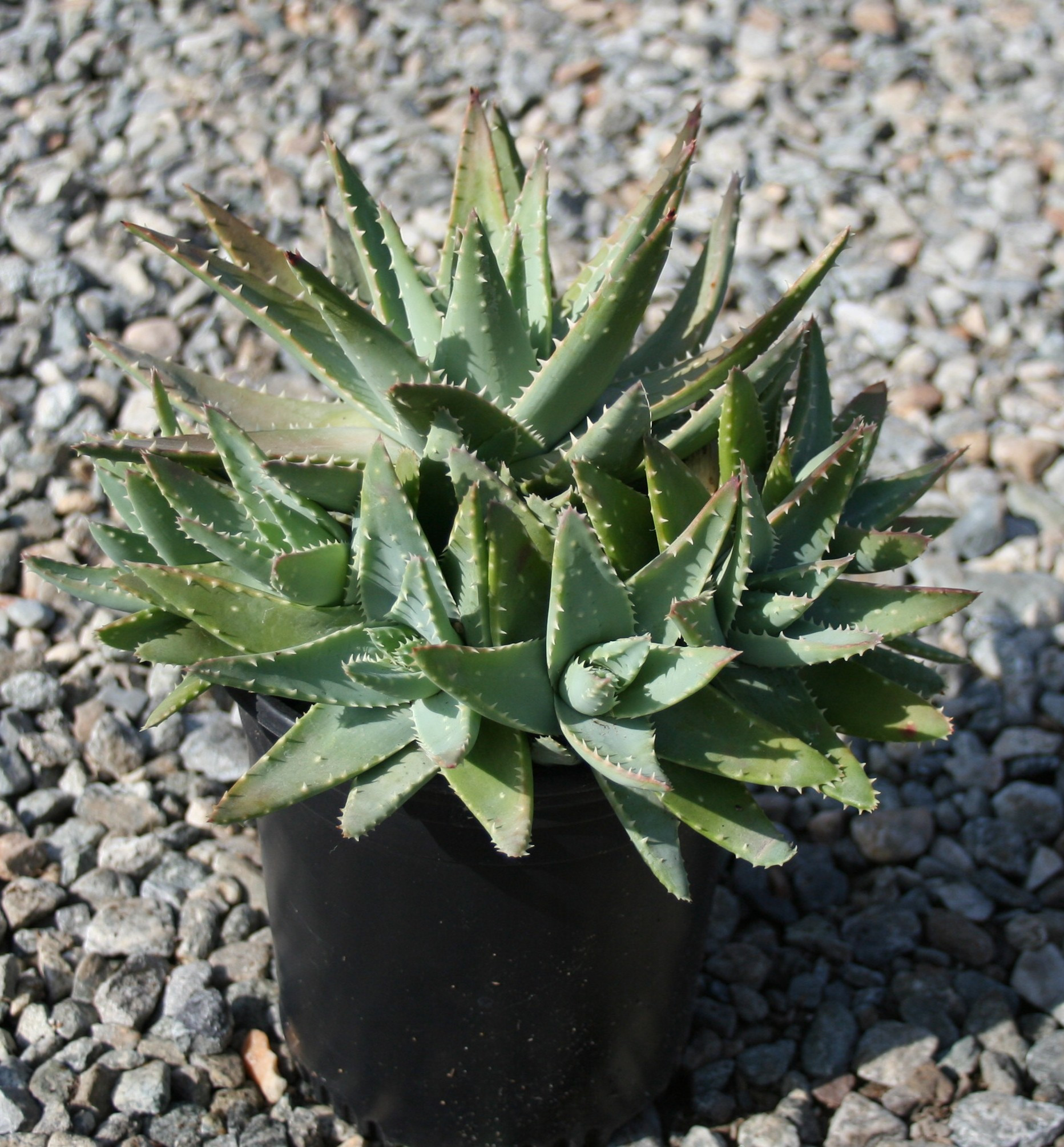Aloe ciliaris (Climbing Aloe)