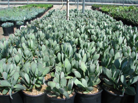 Crassula 'Blue Bird' (Jade Plant Hybrid)