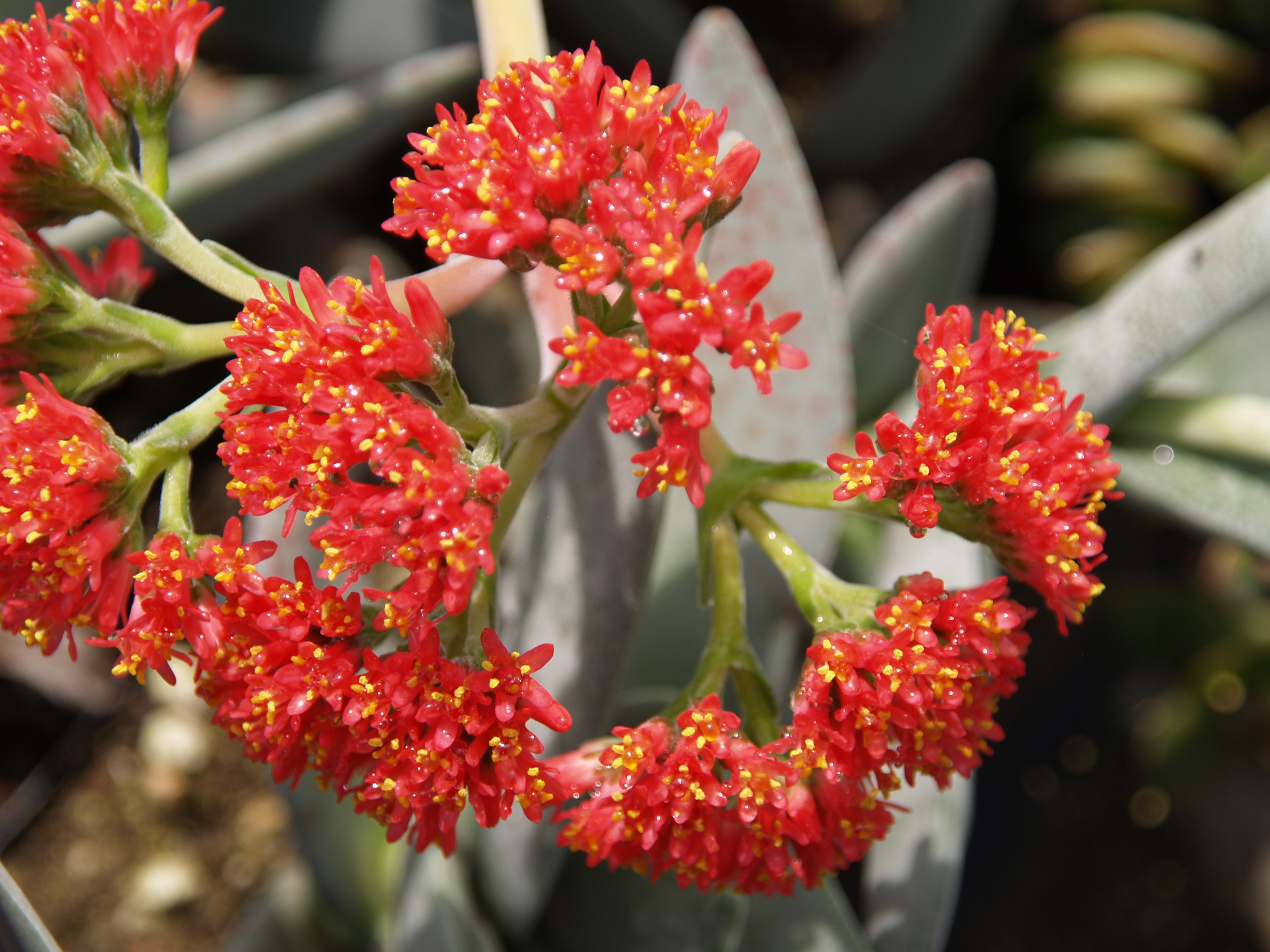Crassula 'Blue Bird' (Jade Plant Hybrid)