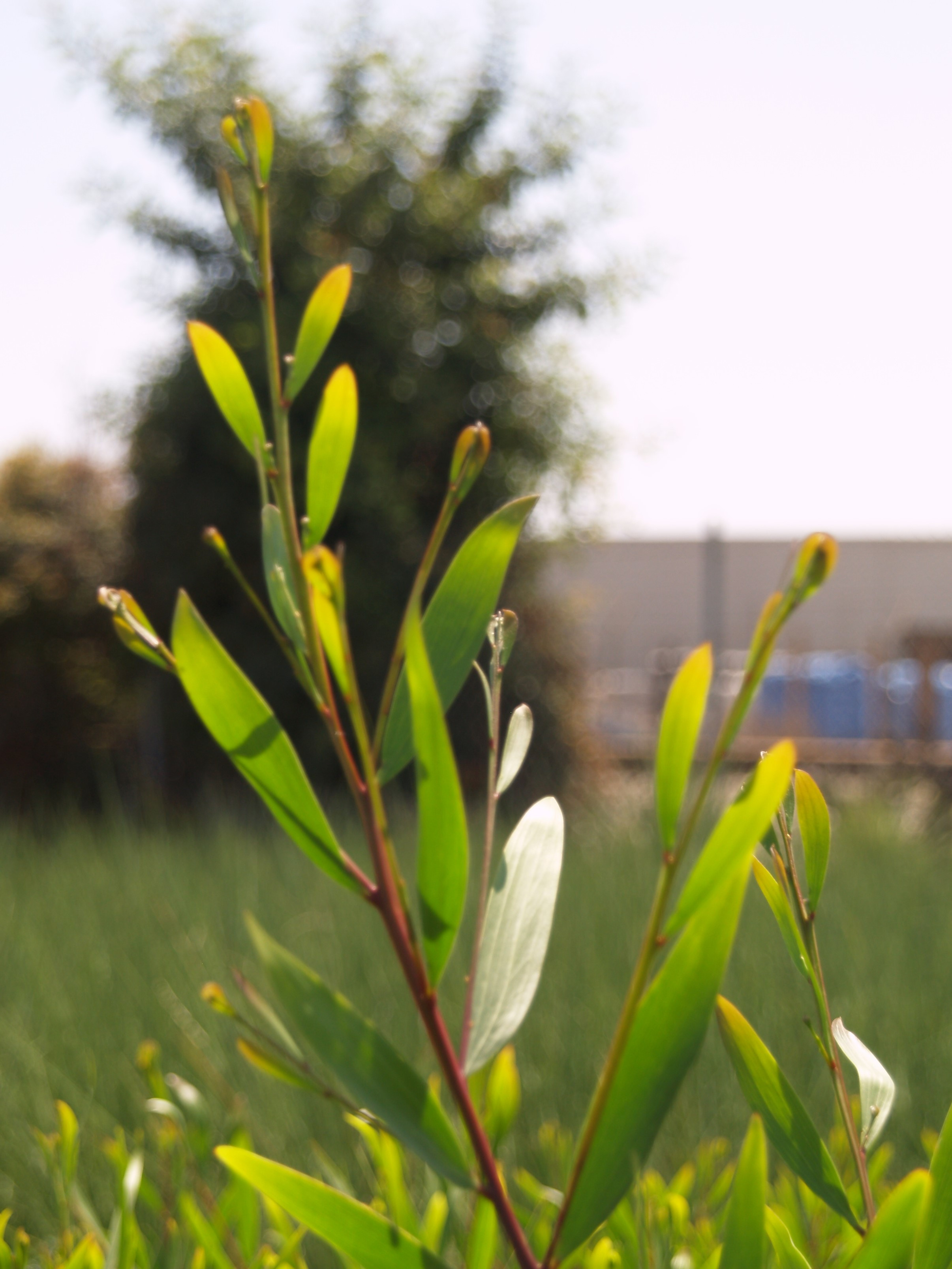 Typha latifolia 5g - El Nativo Growers