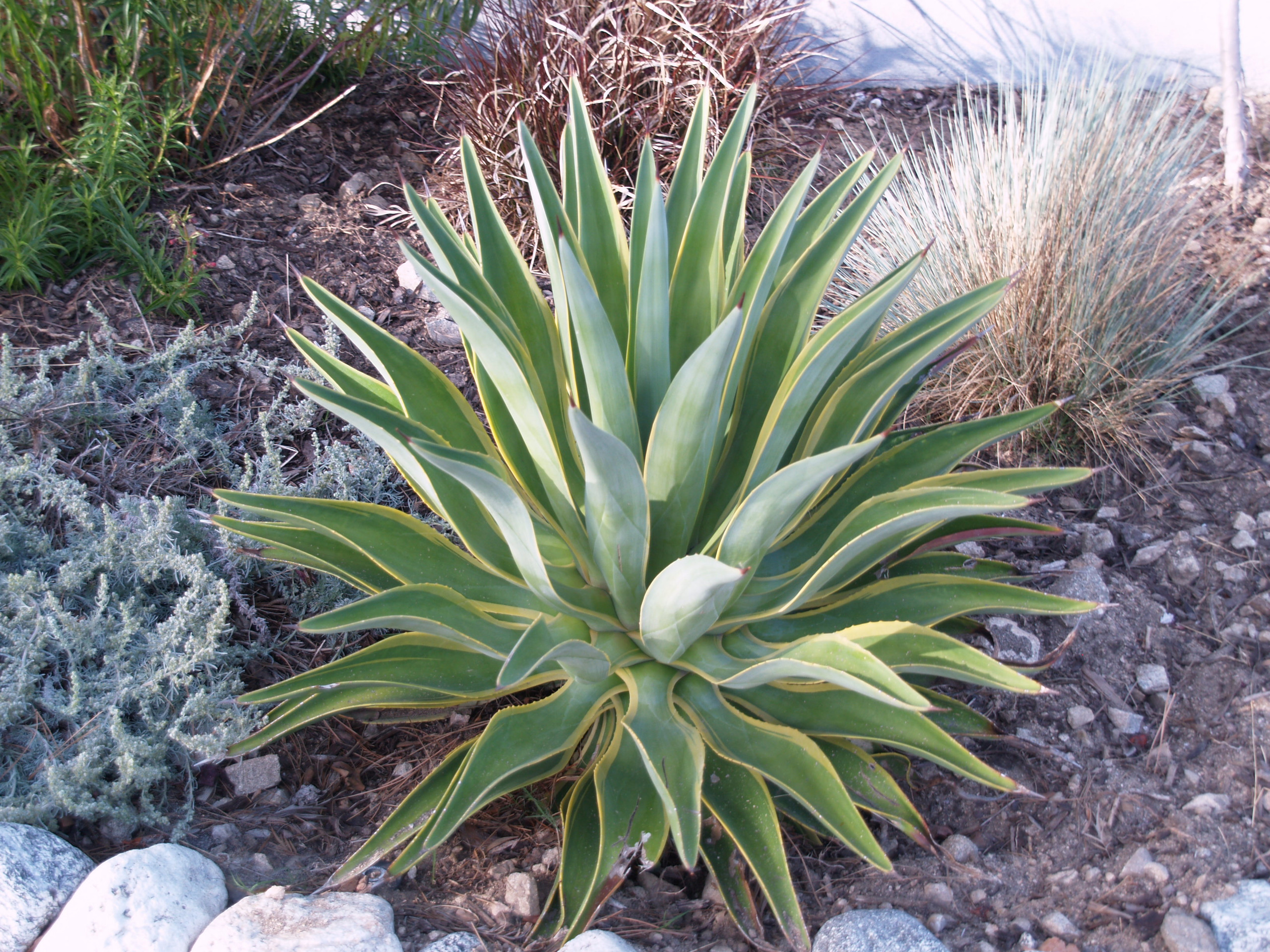 Agave desmetiana 'Variegata' (Variegated Smooth Agave)