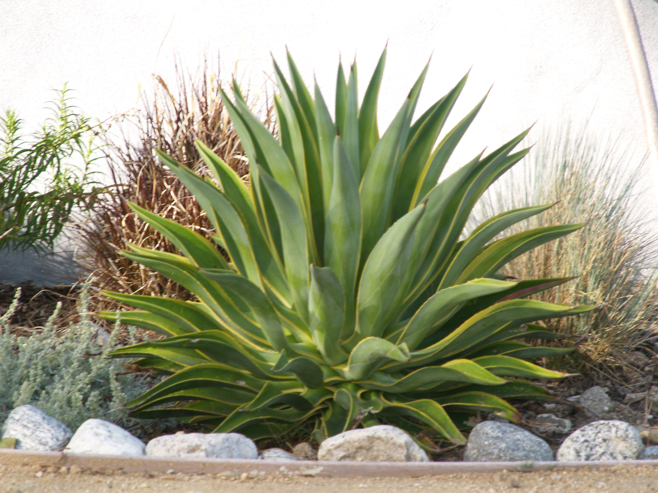 Agave tequilana (Weber's Blue Agave)