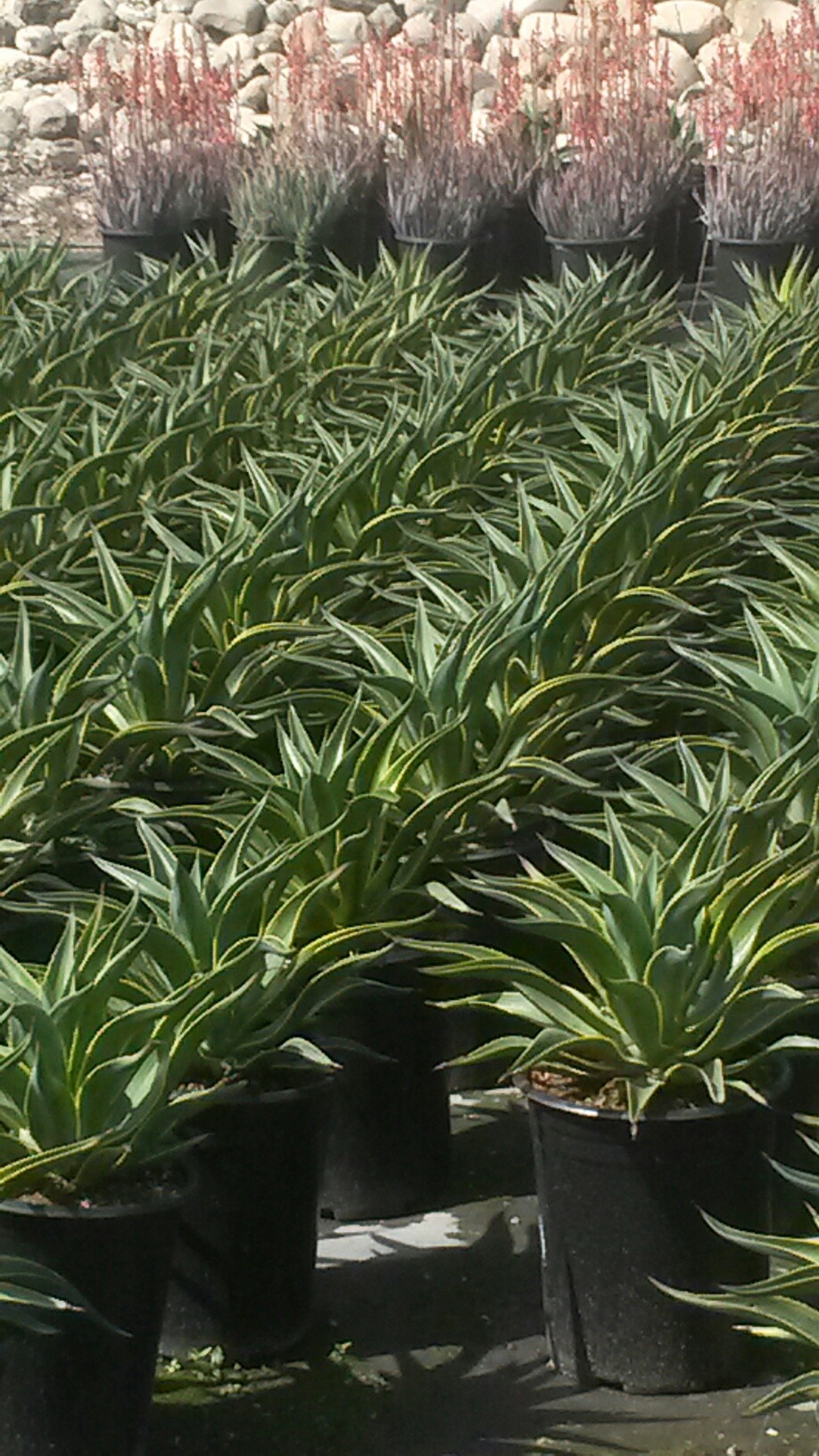 Agave desmetiana 'Variegata' (Variegated Smooth Agave)
