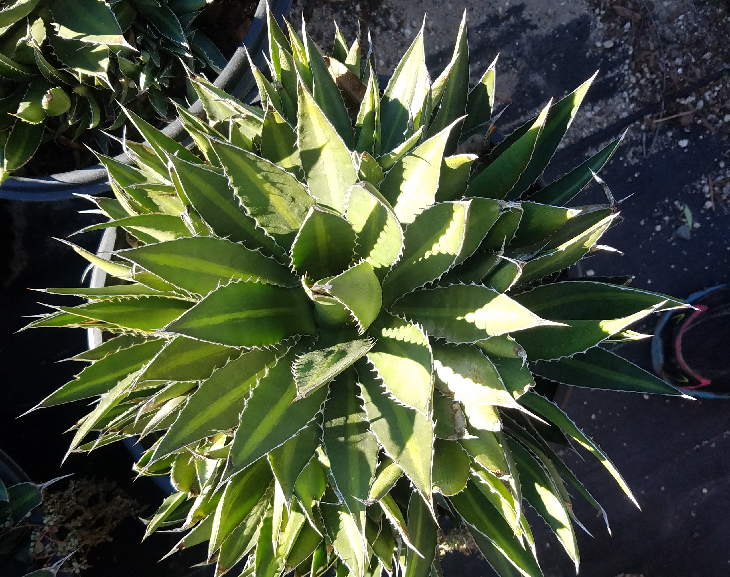 Agave 'Blue Glow' (Blue Glow Agave)