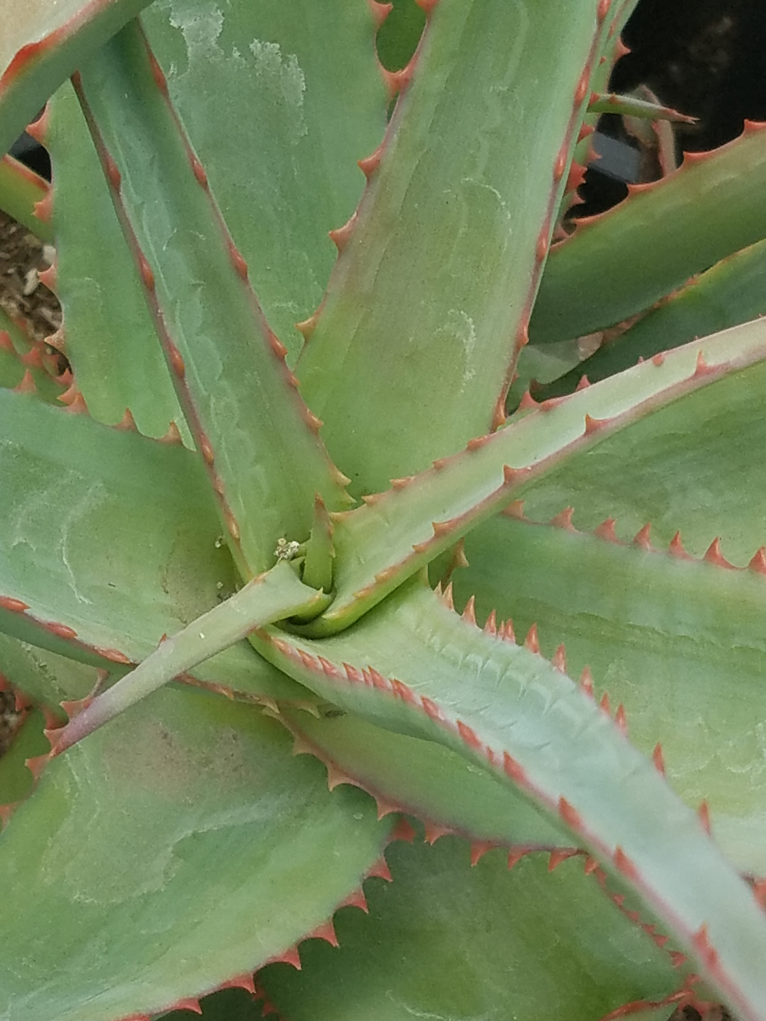 Aloe 'Fire Ranch' (Aloe Hybrid)