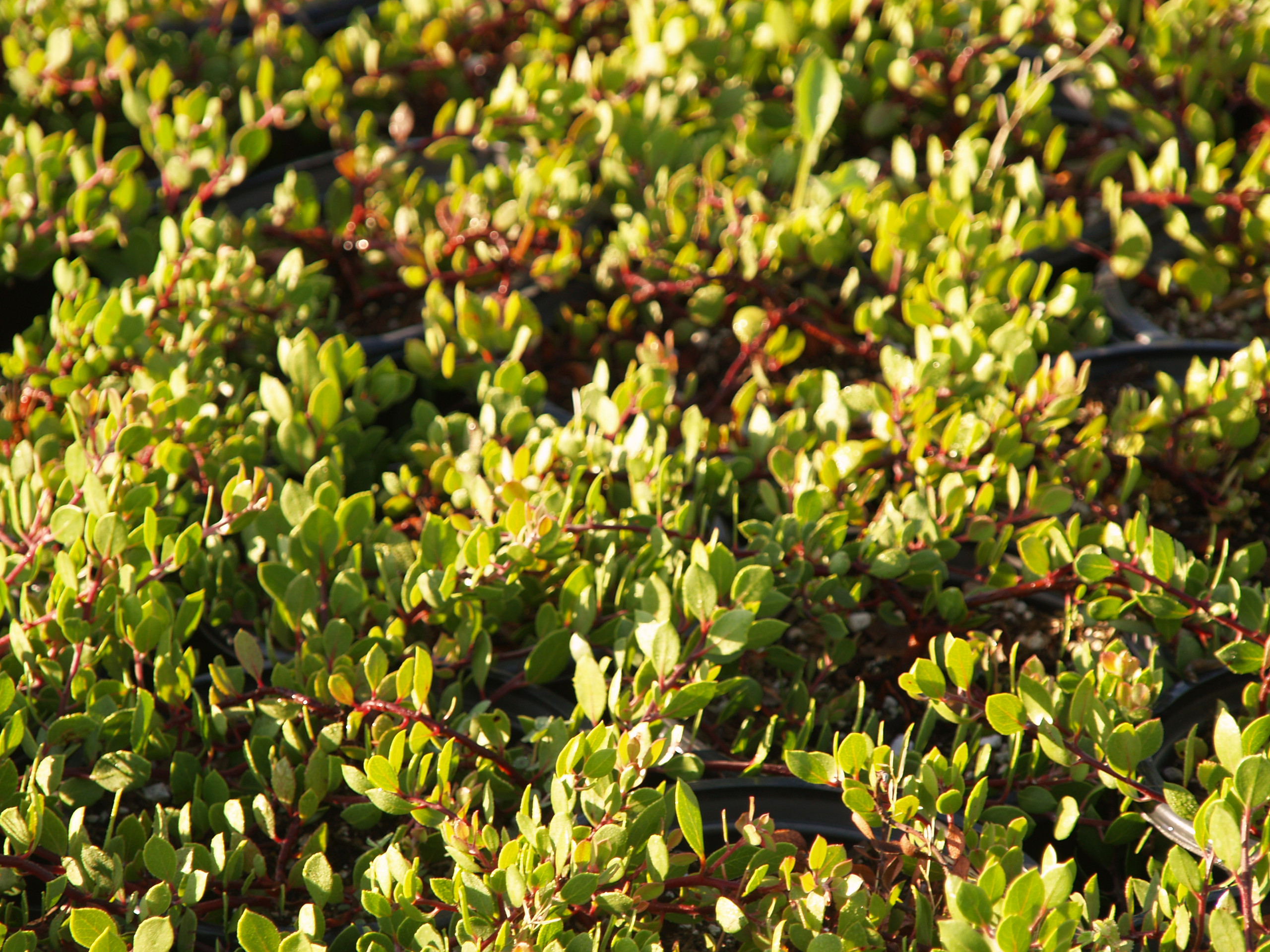 Lessingia filaginifolia ‘Silver Carpet’ (NCN)