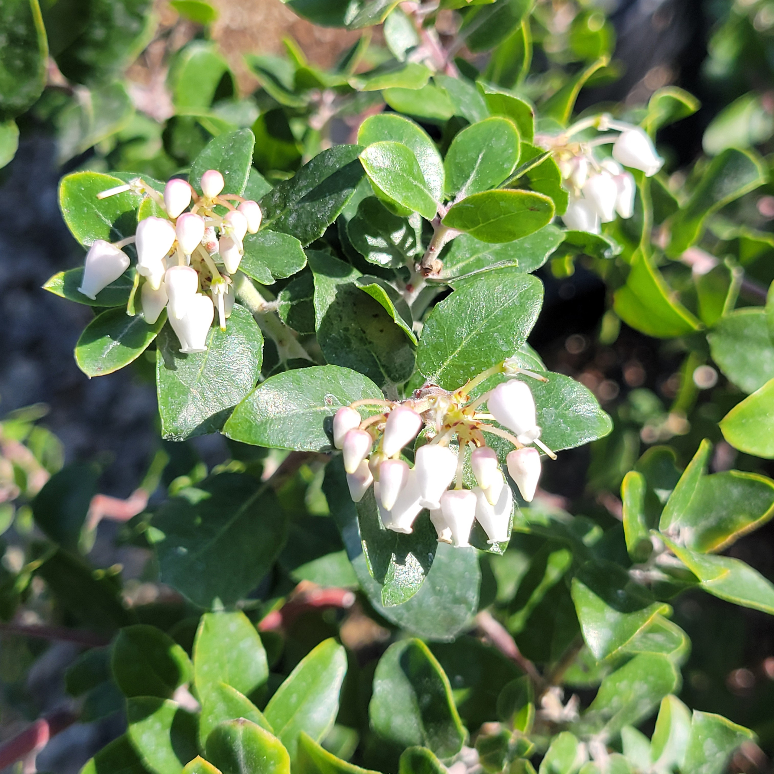 Arctostaphylos 'Pacific Mist' (Manzanita Selection)