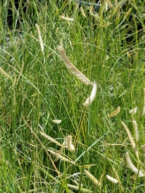 Bouteloua gracilis 'Blonde Ambition' (Patented) (Blue Gamma Grass ...
