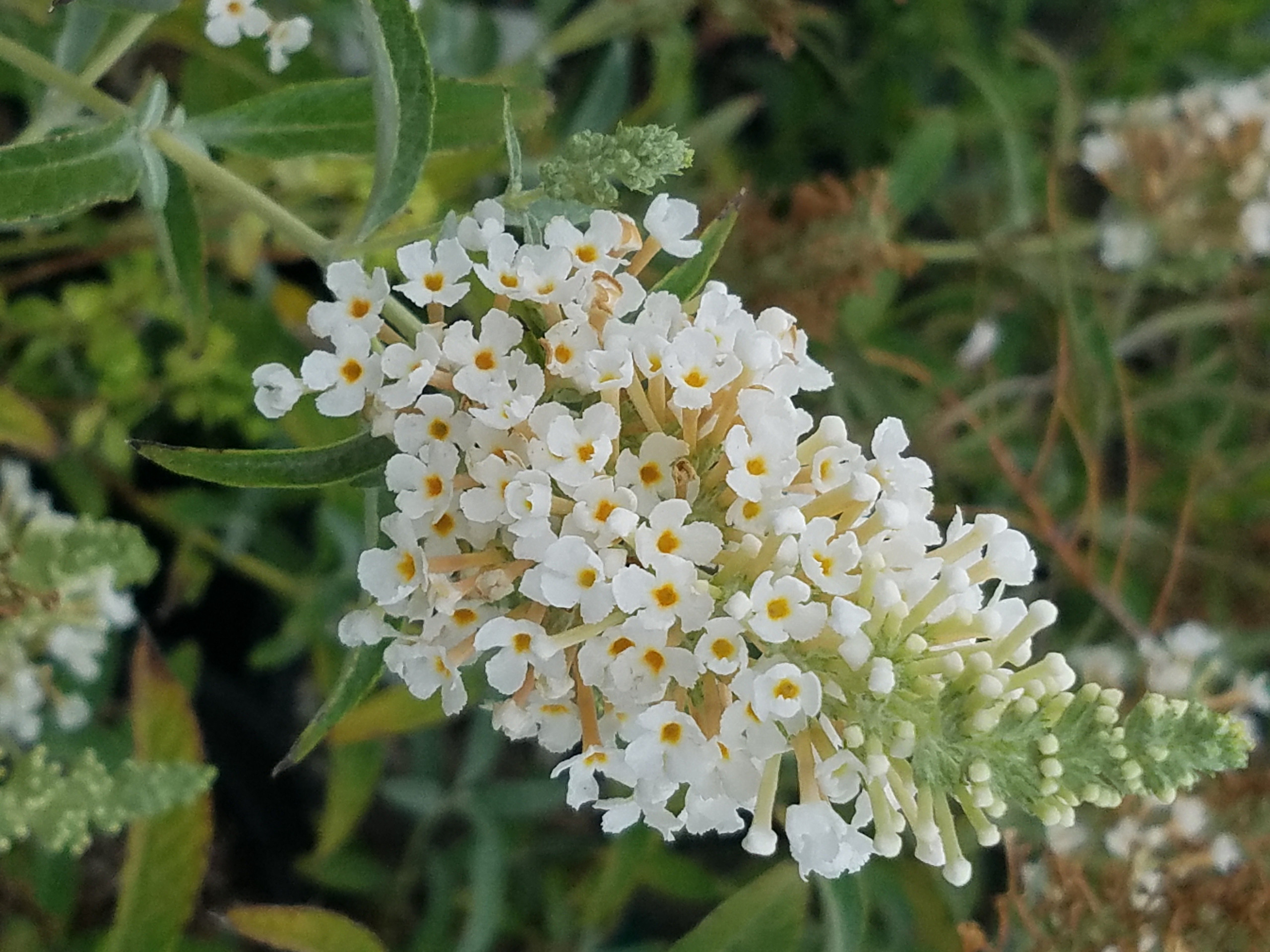 Buddleia 'Buzz™ Lavender' (Dwarf Butterfly Bush)