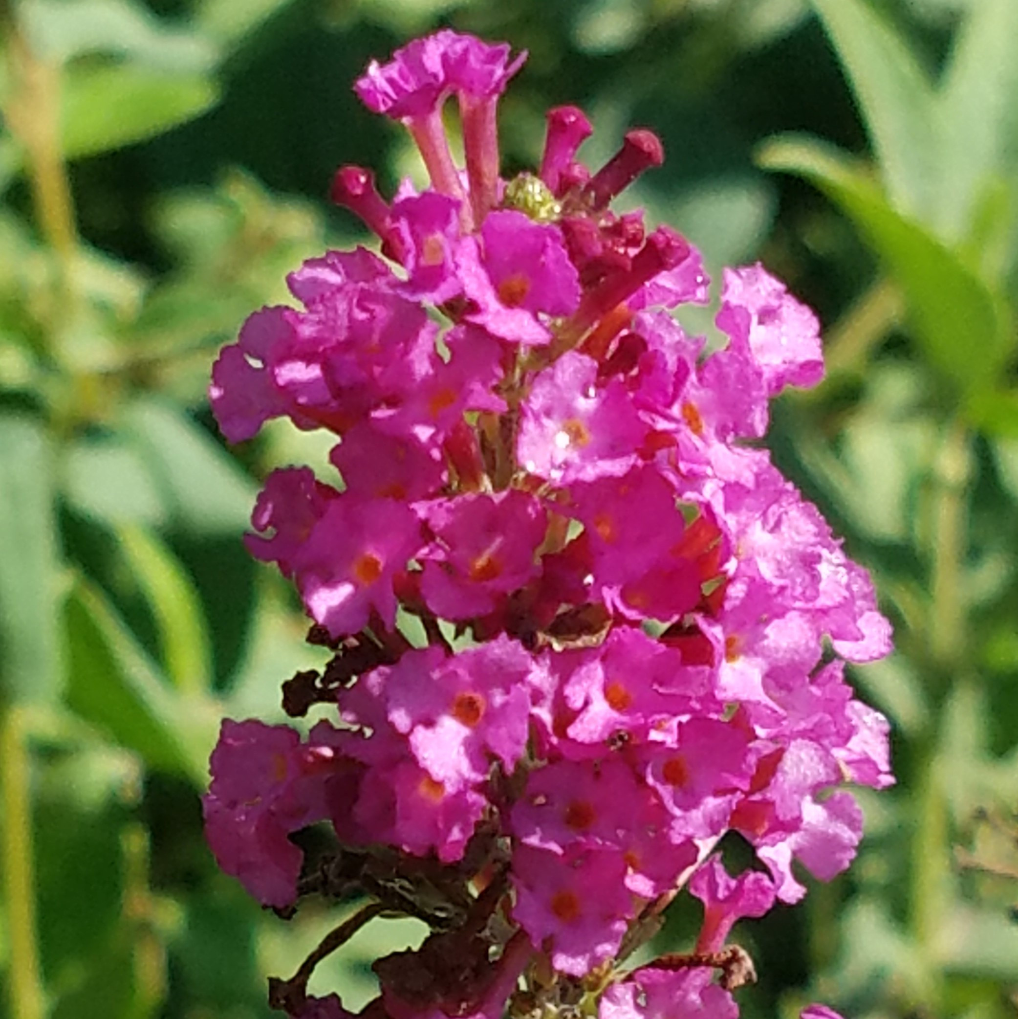 Buddleia 'Buzz™ Magenta' (Dwarf Butteryfly Bush - Magenta)