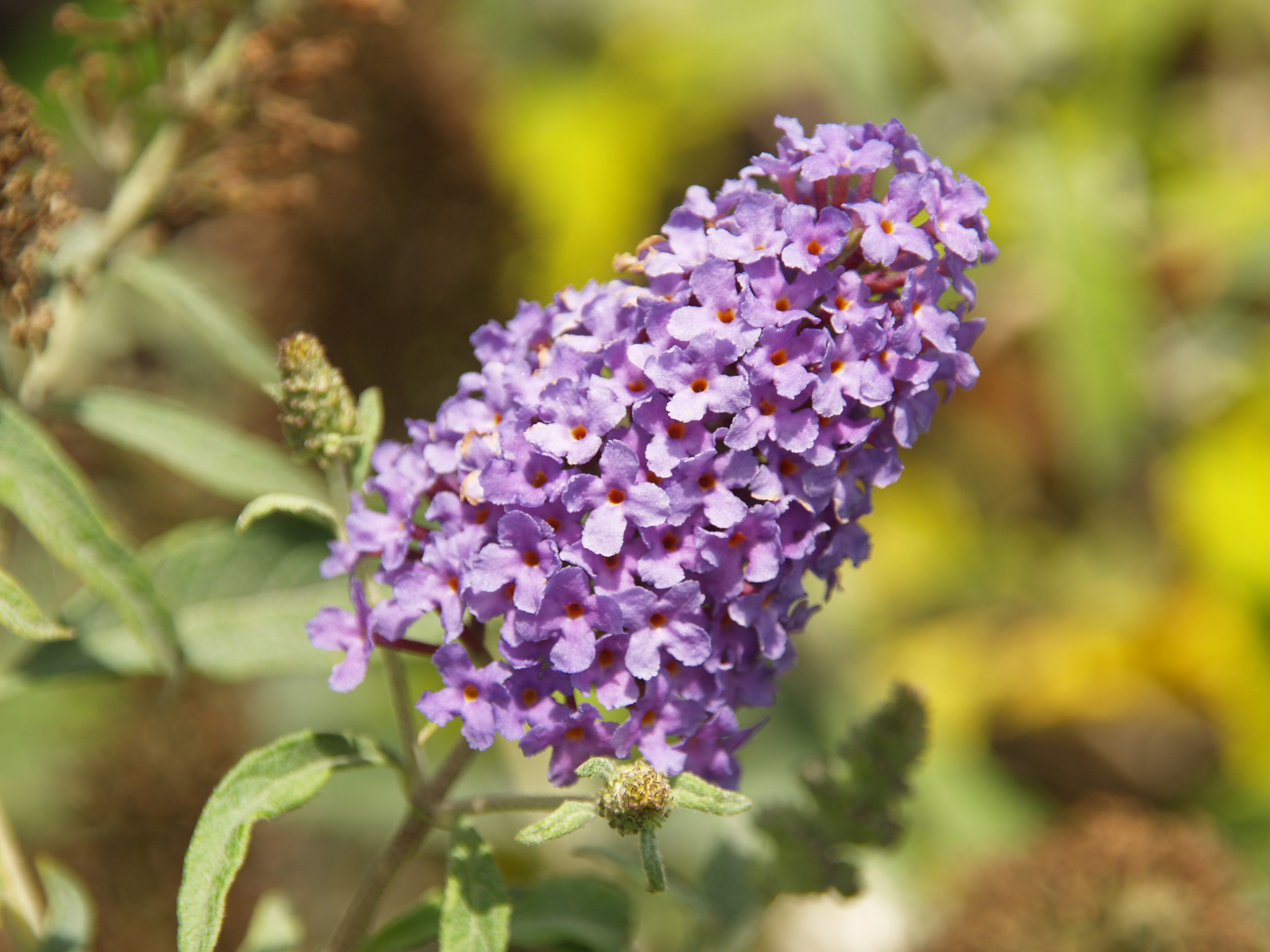 Buddleia Buzz™ Sky Blue (Dwarf Butterfly Bush Hybrid)