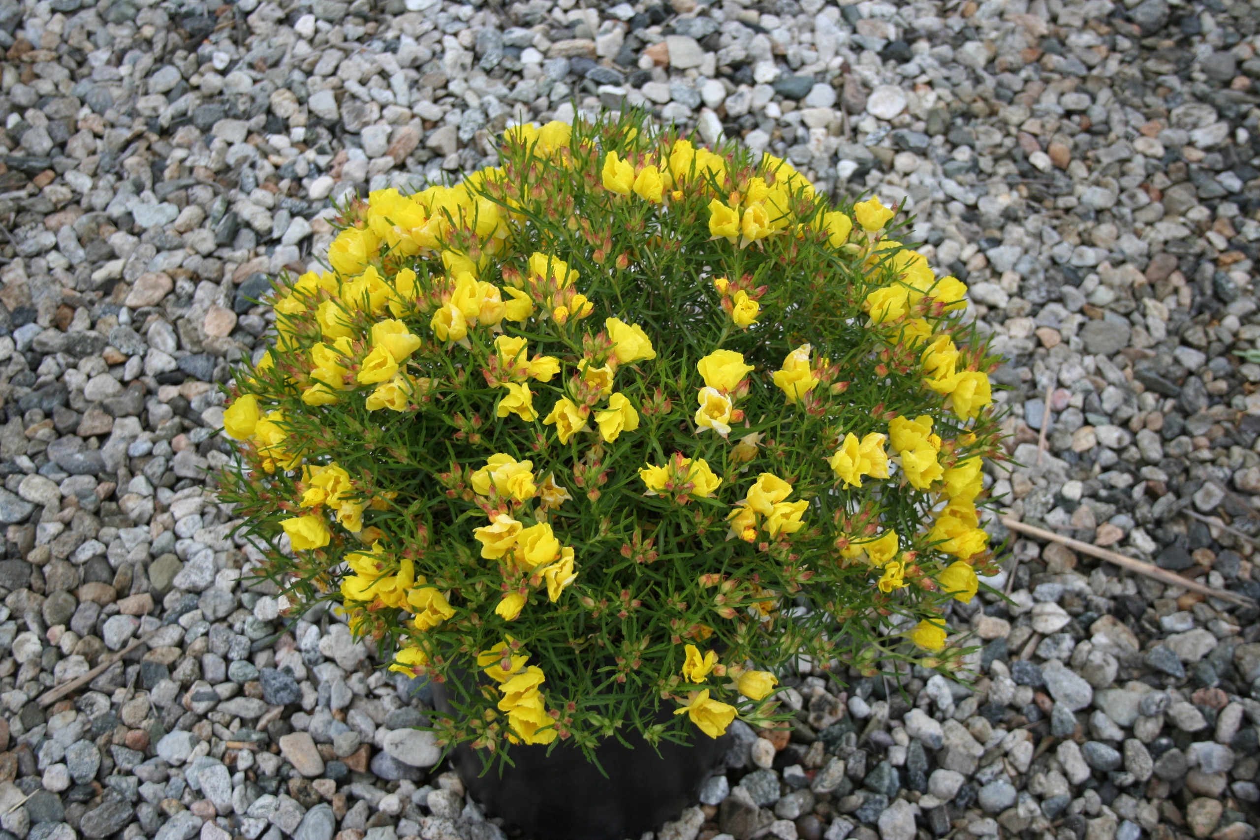 Calylophus drummondii (C. berlandieri) (Sundrops)