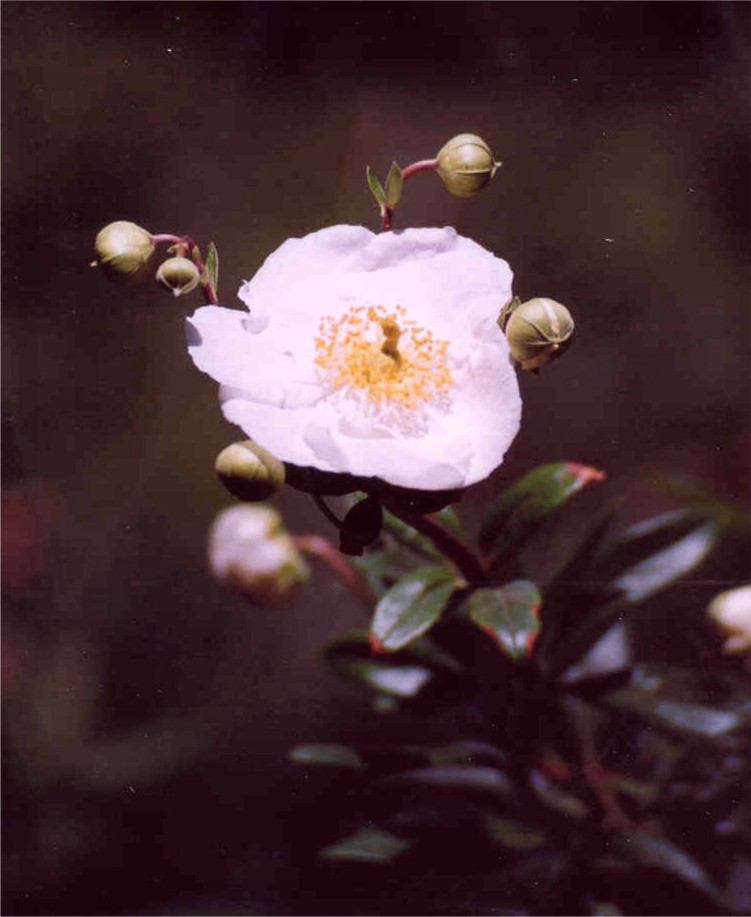 Lonicera hispidula var. vacillans (California Honeysuckle)