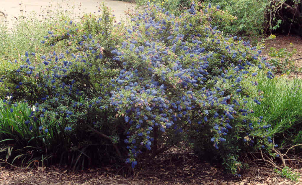 Ceanothus 'Concha' (Wild Lilac Hybrid)