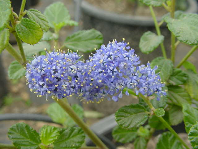Ceanothus 'Concha' (Wild Lilac Hybrid)