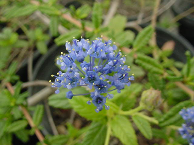 Ceanothus hearstiorum (San Simeon Ceanothus)