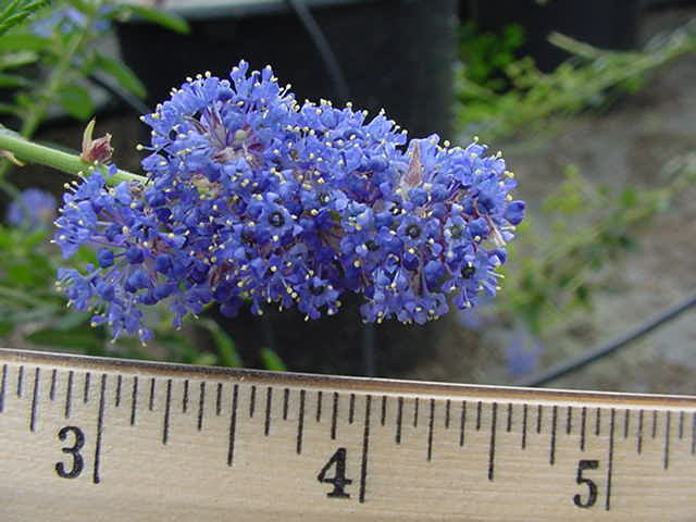 Ceanothus 'Concha' (Wild Lilac Hybrid)