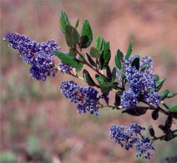 Ceanothus spinosus (Greenbark Ceanothus)