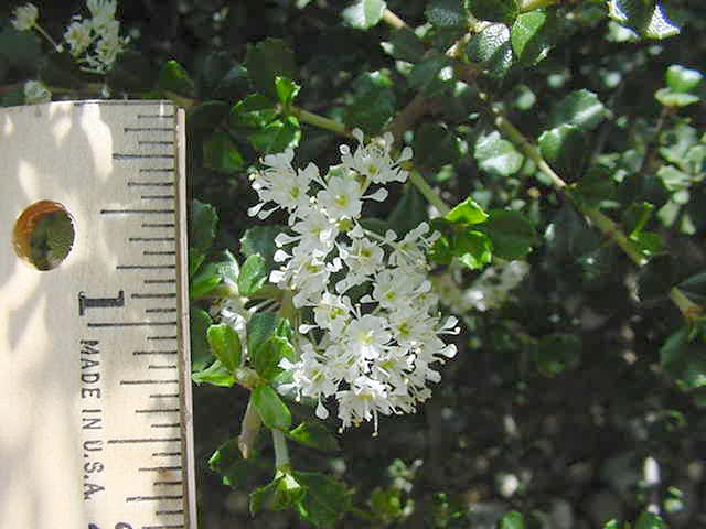 Ceanothus rigidus 'Snowball' (Wild Lilac Selection)
