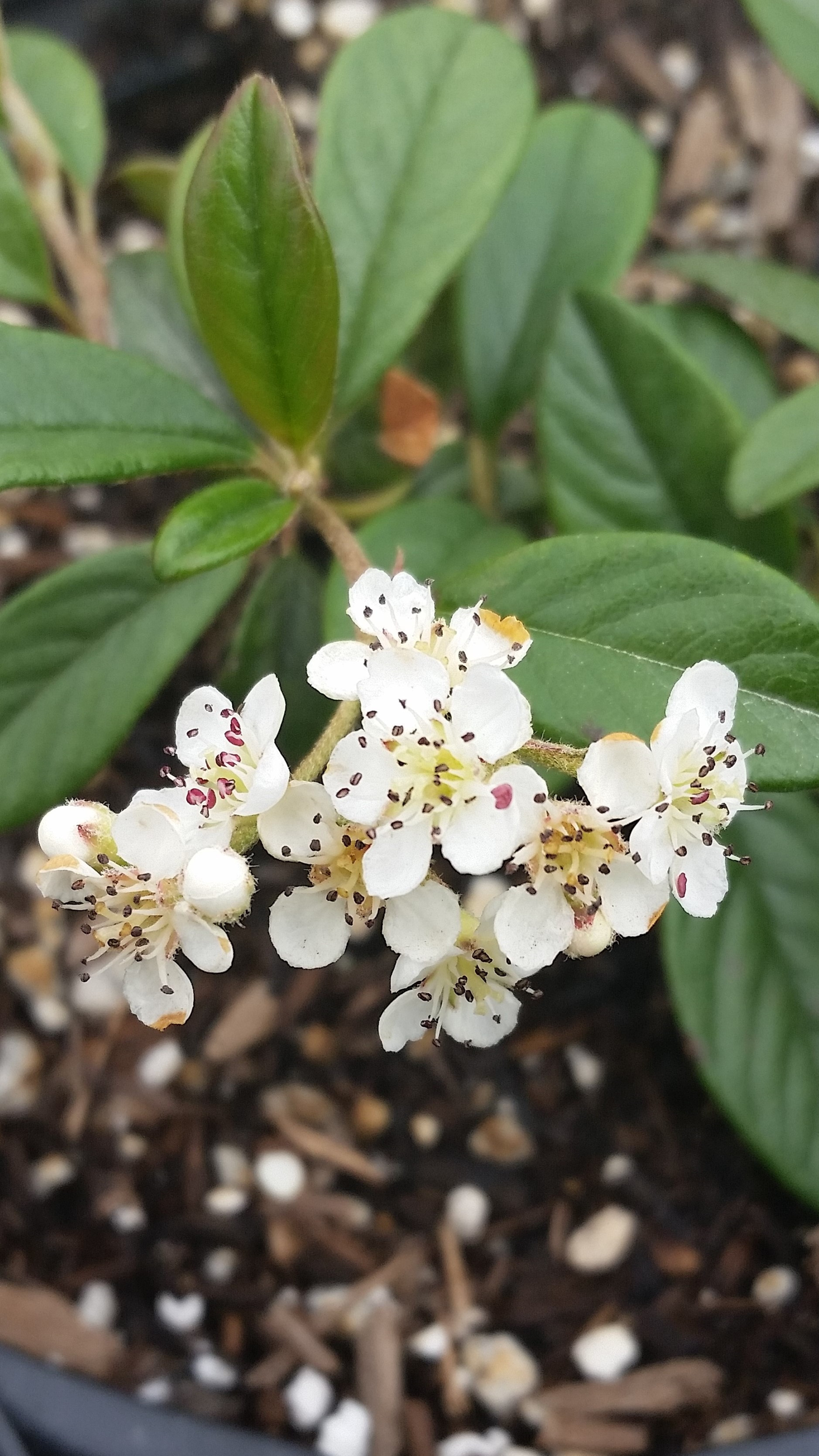 Cotoneaster dammeri 'Lowfast' (Bearberry Cotoneaster Selection)
