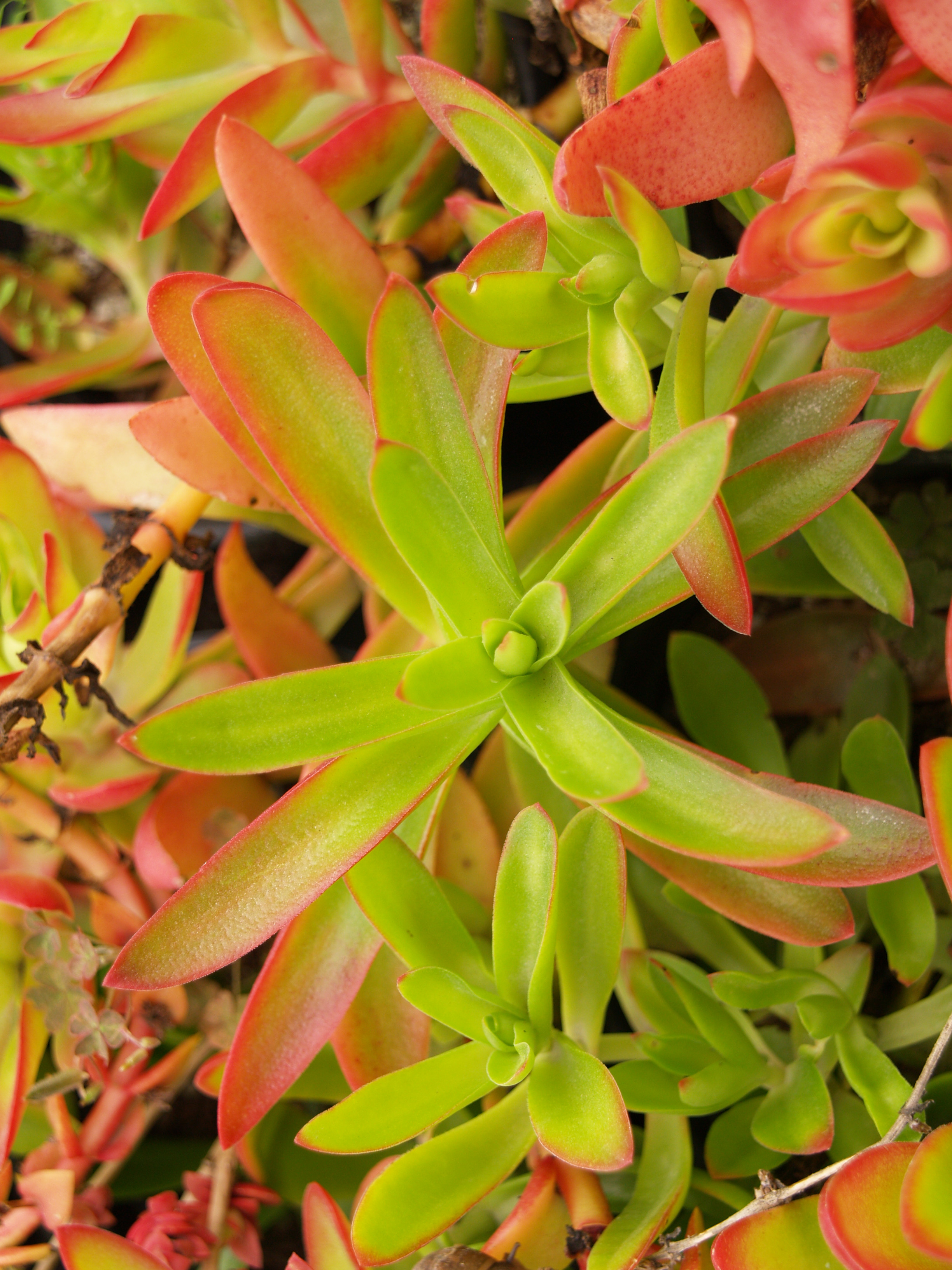 Kalanchoe thyrsiflora (Paddle Plant, Flapjacks)