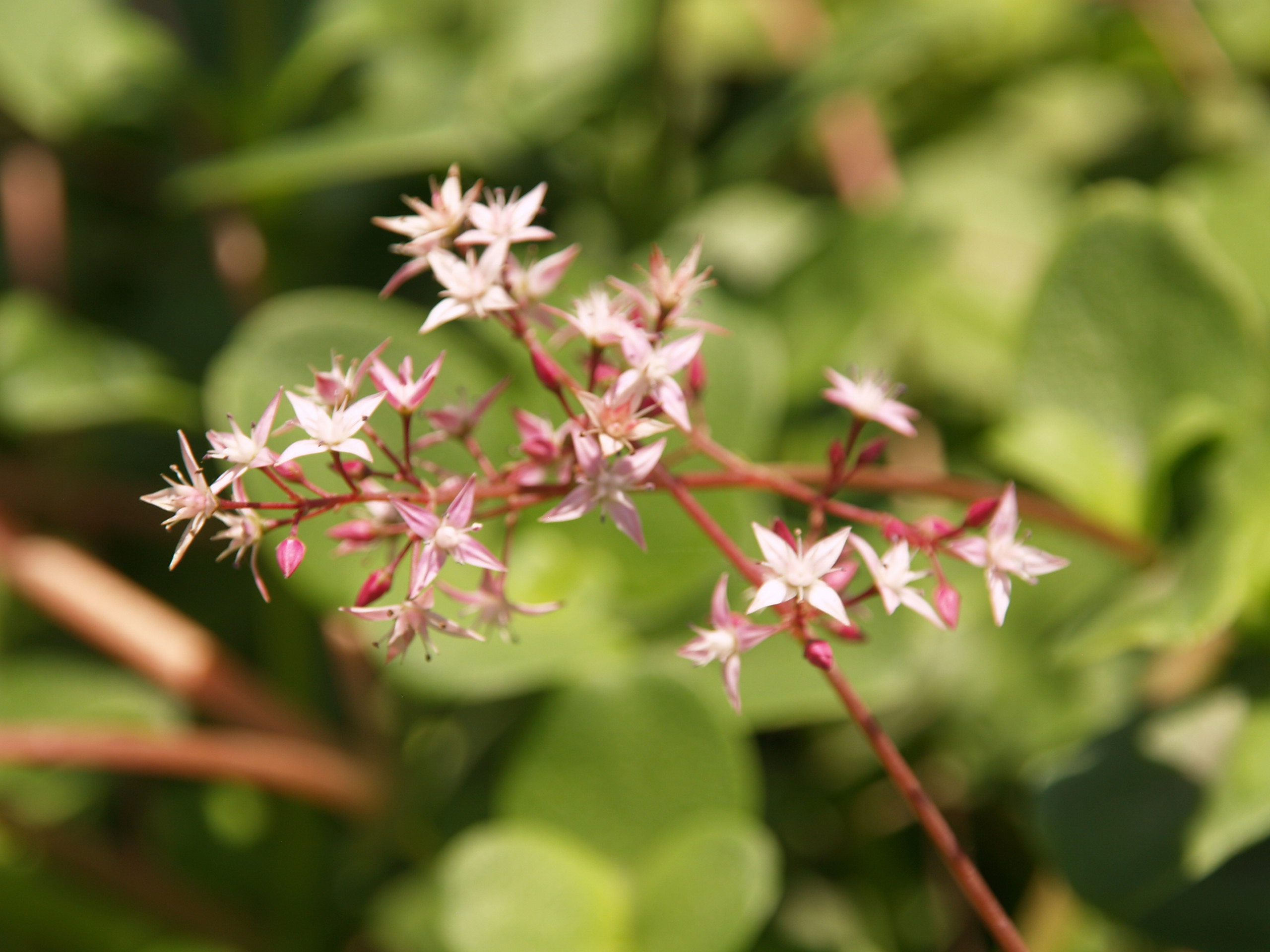 Chondropetalum elephantinum (Large Cape Rush)