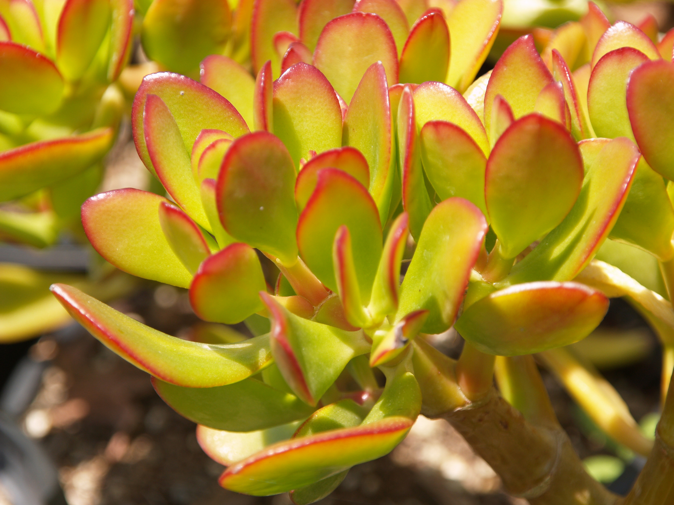 Calandrinia spectabilis (Cistanthe grandiflora) (Rock Purslane)