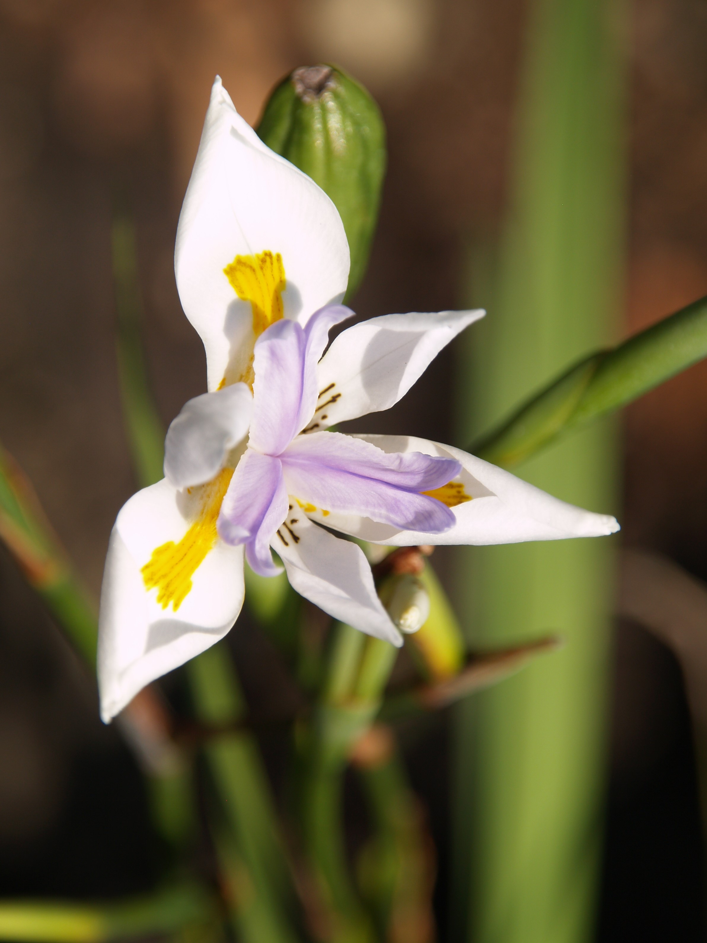 Dietes vegeta (Fortnight Lily)