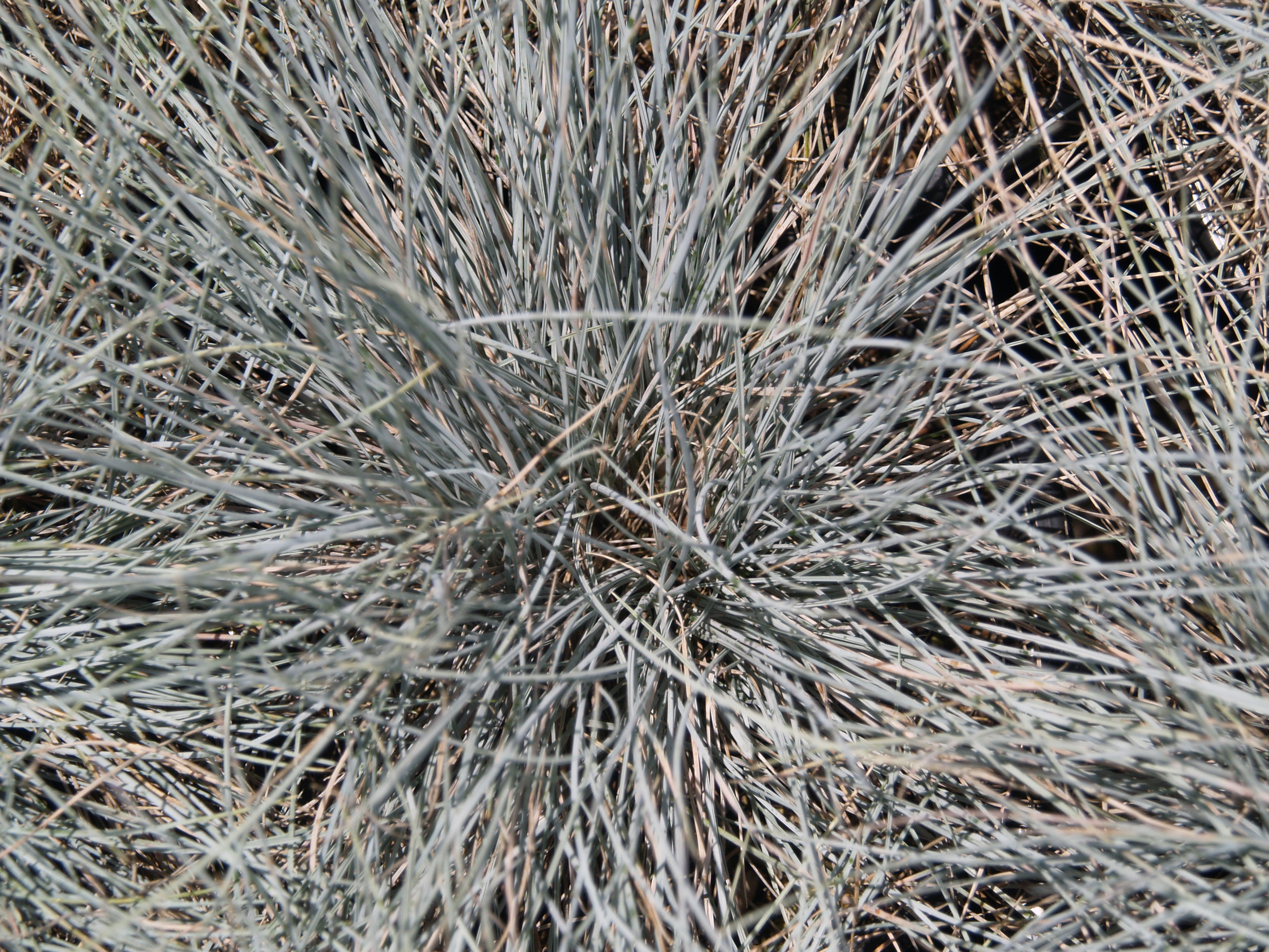 Festuca g. 'Elijah Blue' (Elijah Blue Fescue)