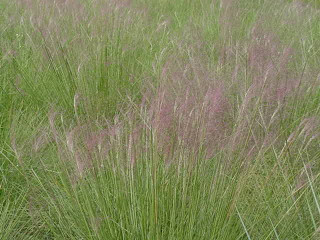 Muhlenbergia e. 'El Toro' TM (Bull Grass)